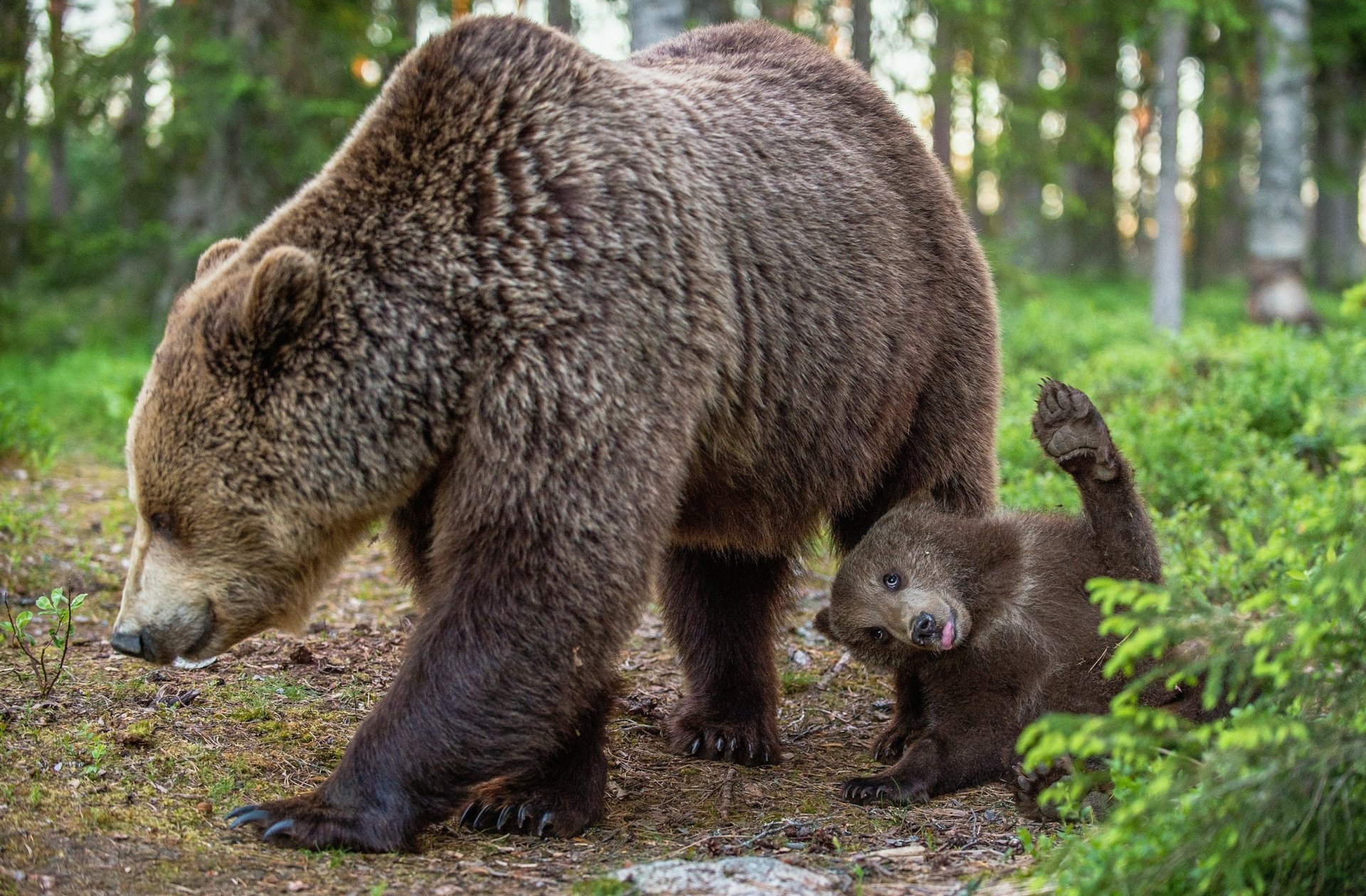 Forest Bear Cub — HD Baby Animal Wallpaper