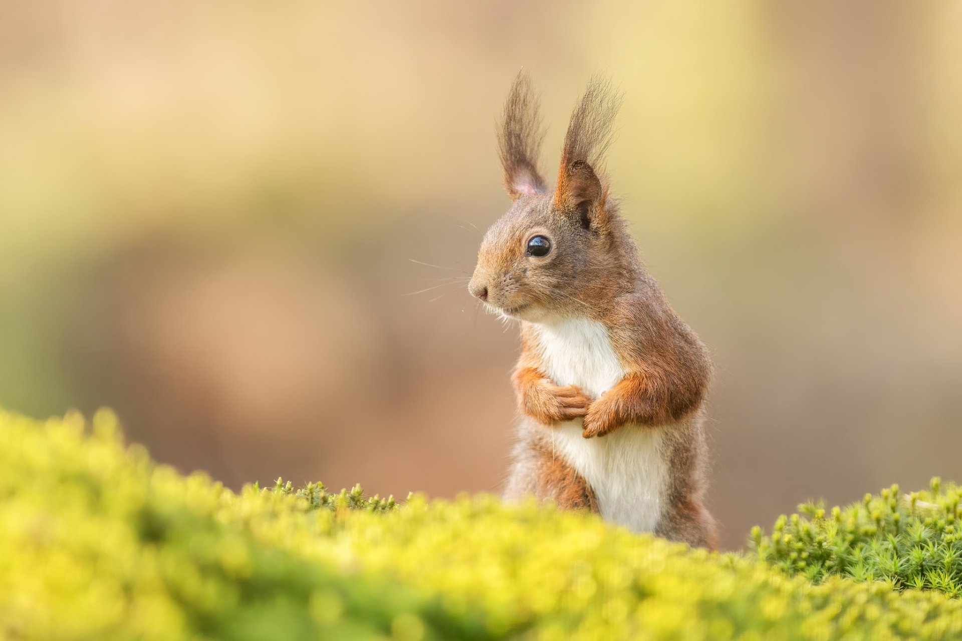 Download Rodent Animal Squirrel HD Wallpaper