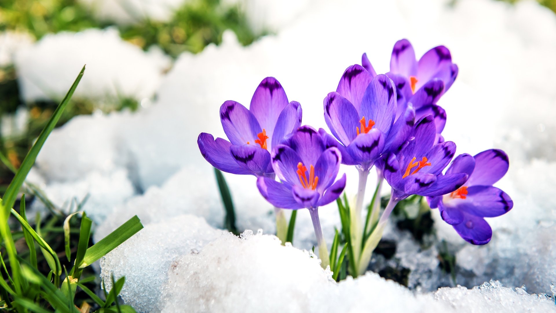 Download Purple Flower Snow Nature Crocus HD Wallpaper