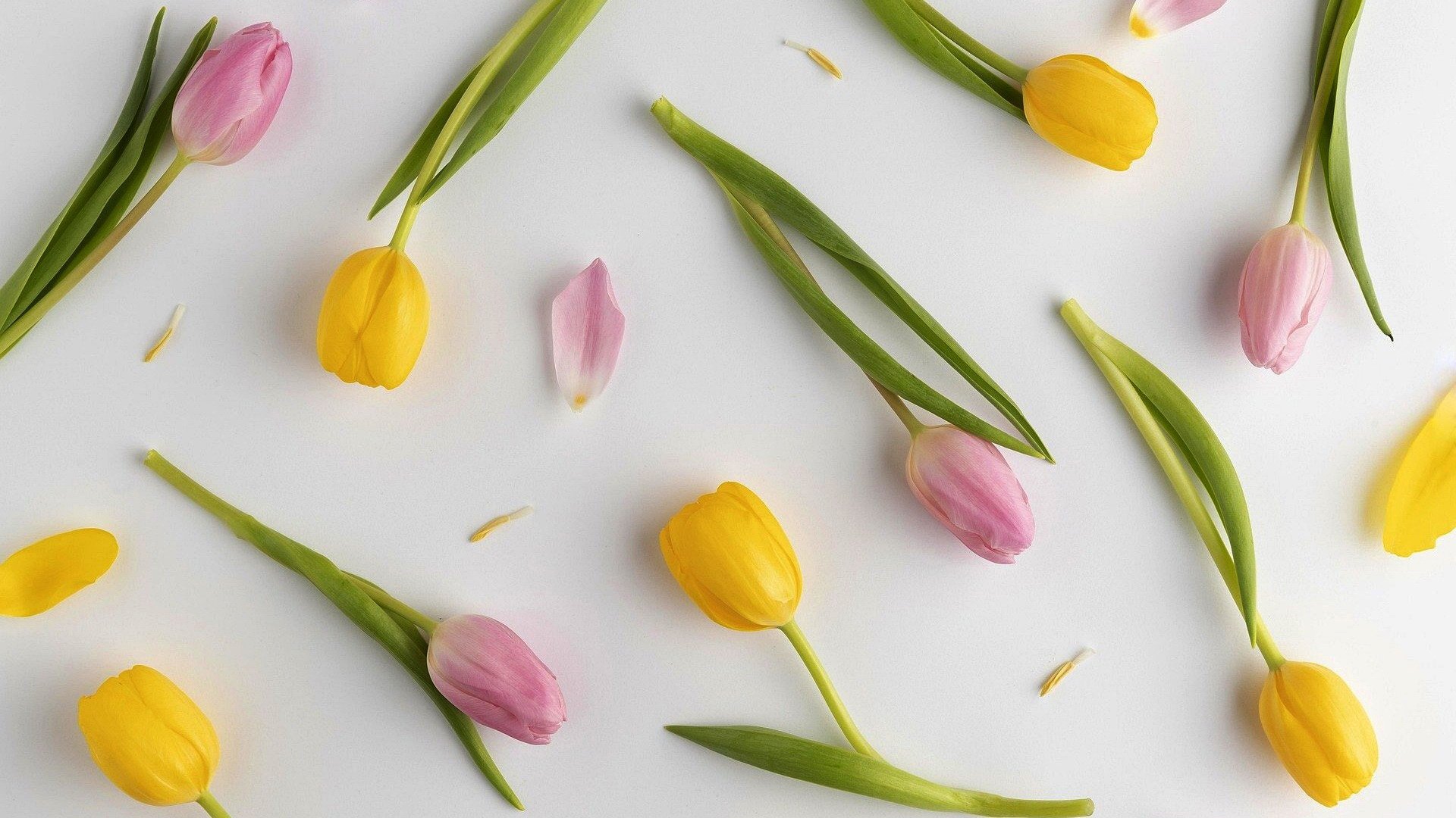 Download Tulip Man Made Flower HD Wallpaper