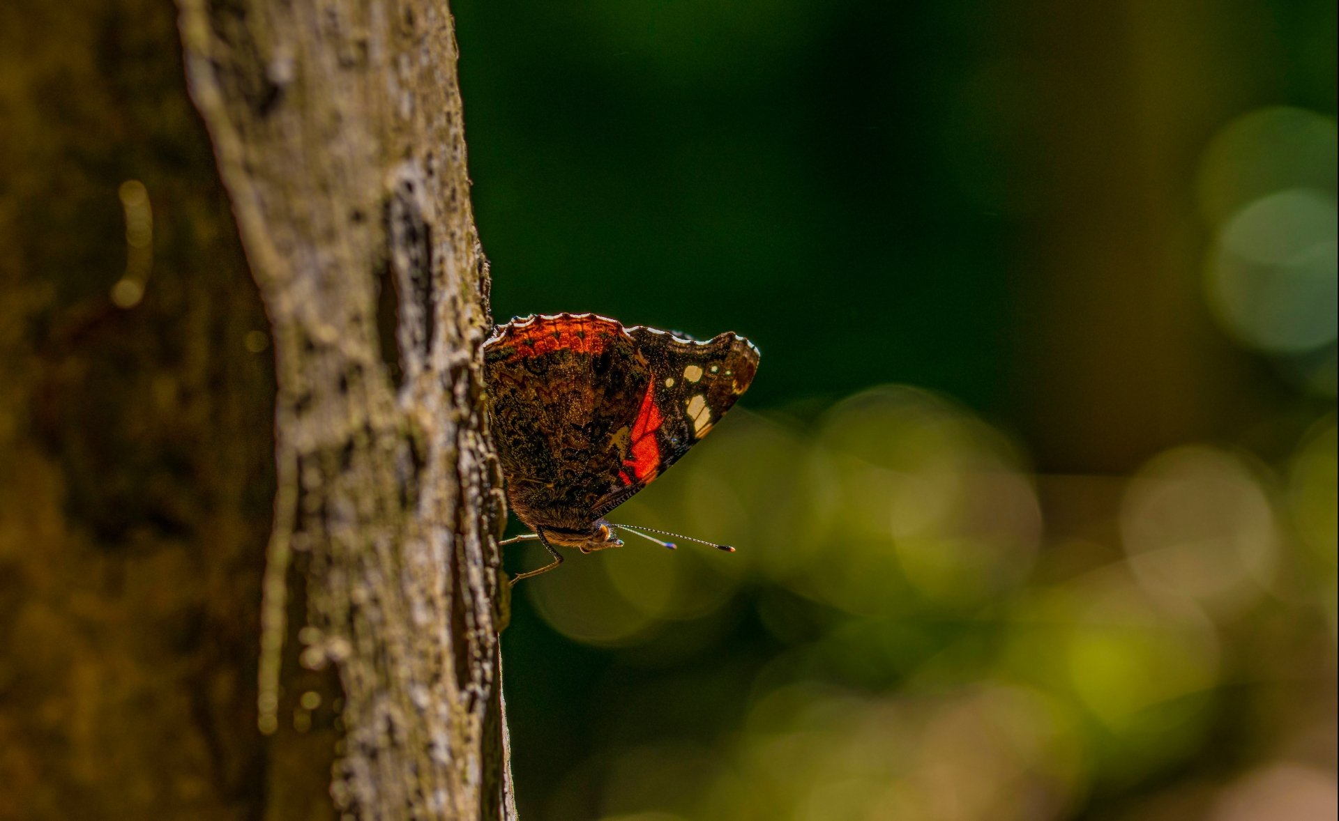 Download Macro Insect Animal Butterfly 4k Ultra HD Wallpaper