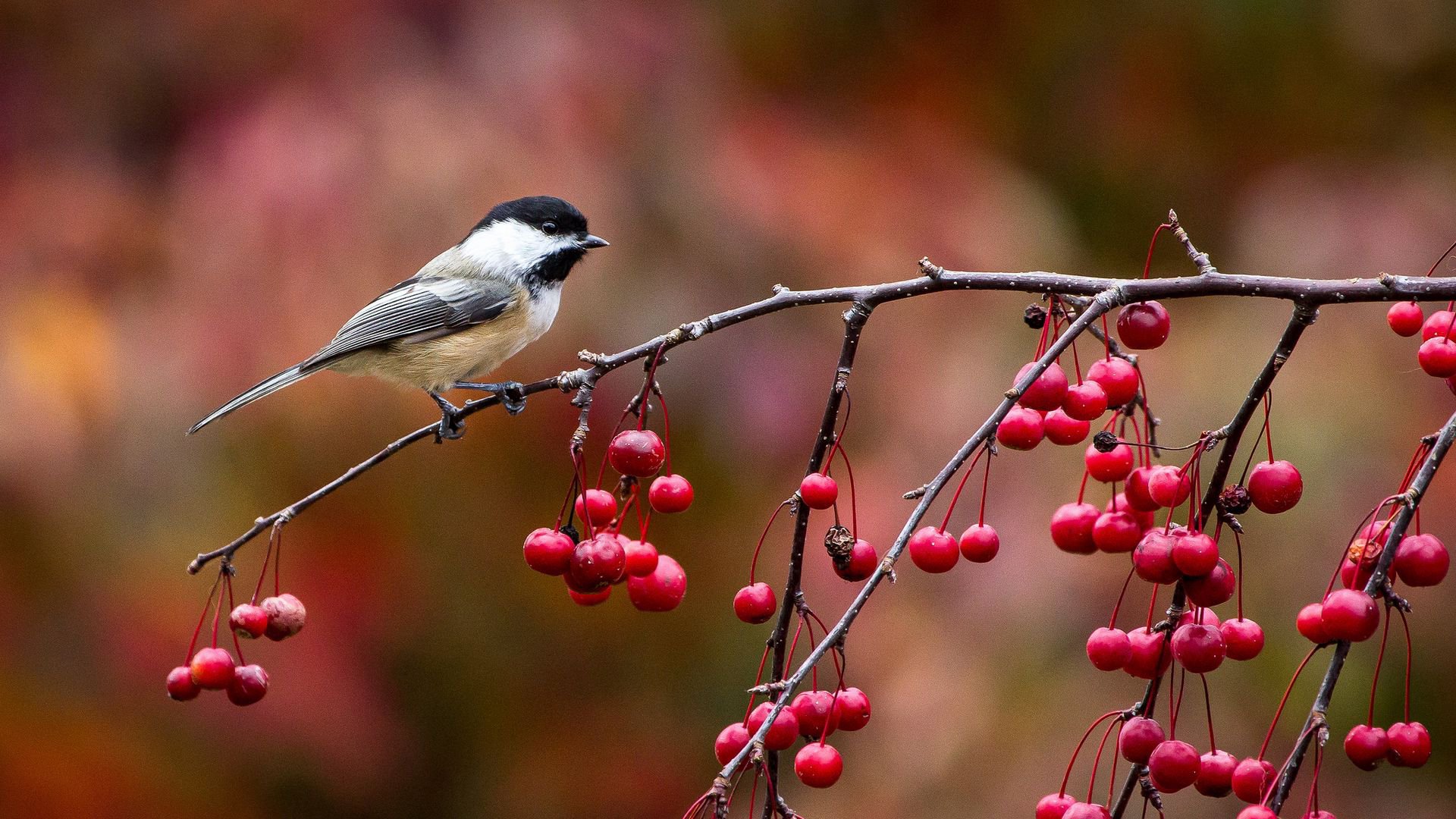 Download Bird Animal Chickadee HD Wallpaper