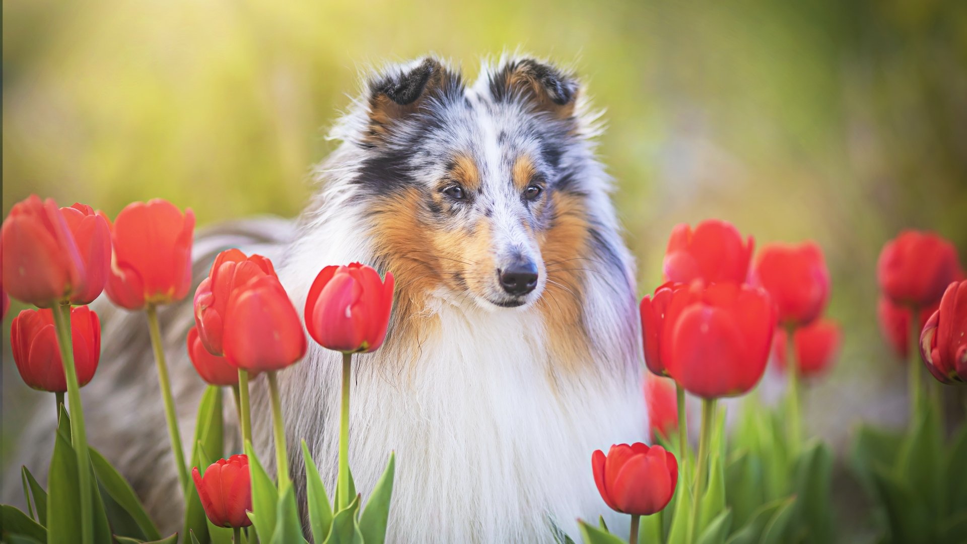 Download Red Flower Tulip Dog Animal Shetland Sheepdog 4k Ultra HD ...