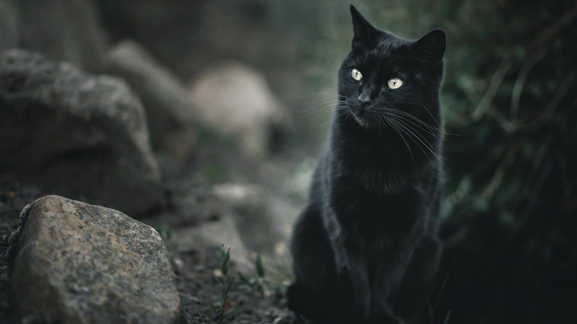 Majestic Black Cat in Stunning 4K Ultra HD Wallpaper | 3840x2160 ...