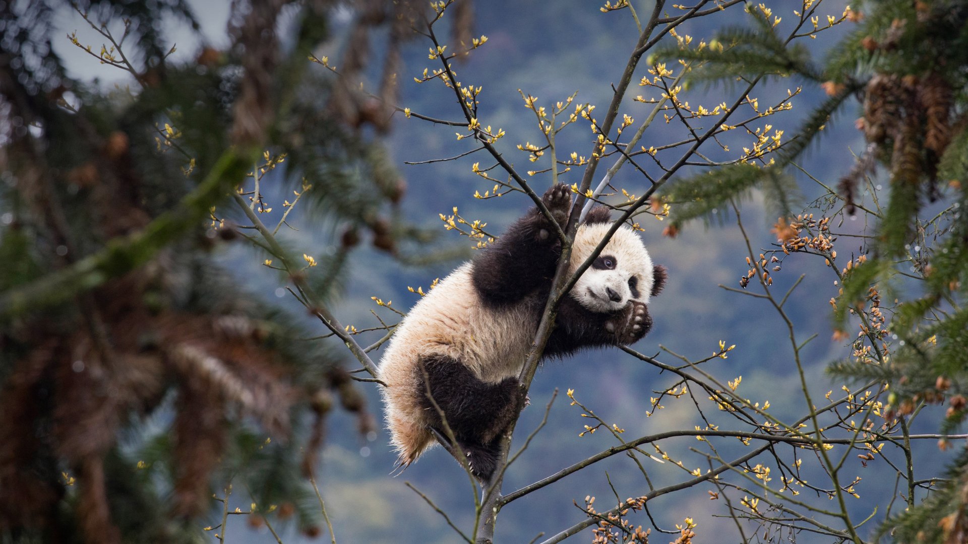 Majestic Panda In 4K Ultra HD Nature Splendor
