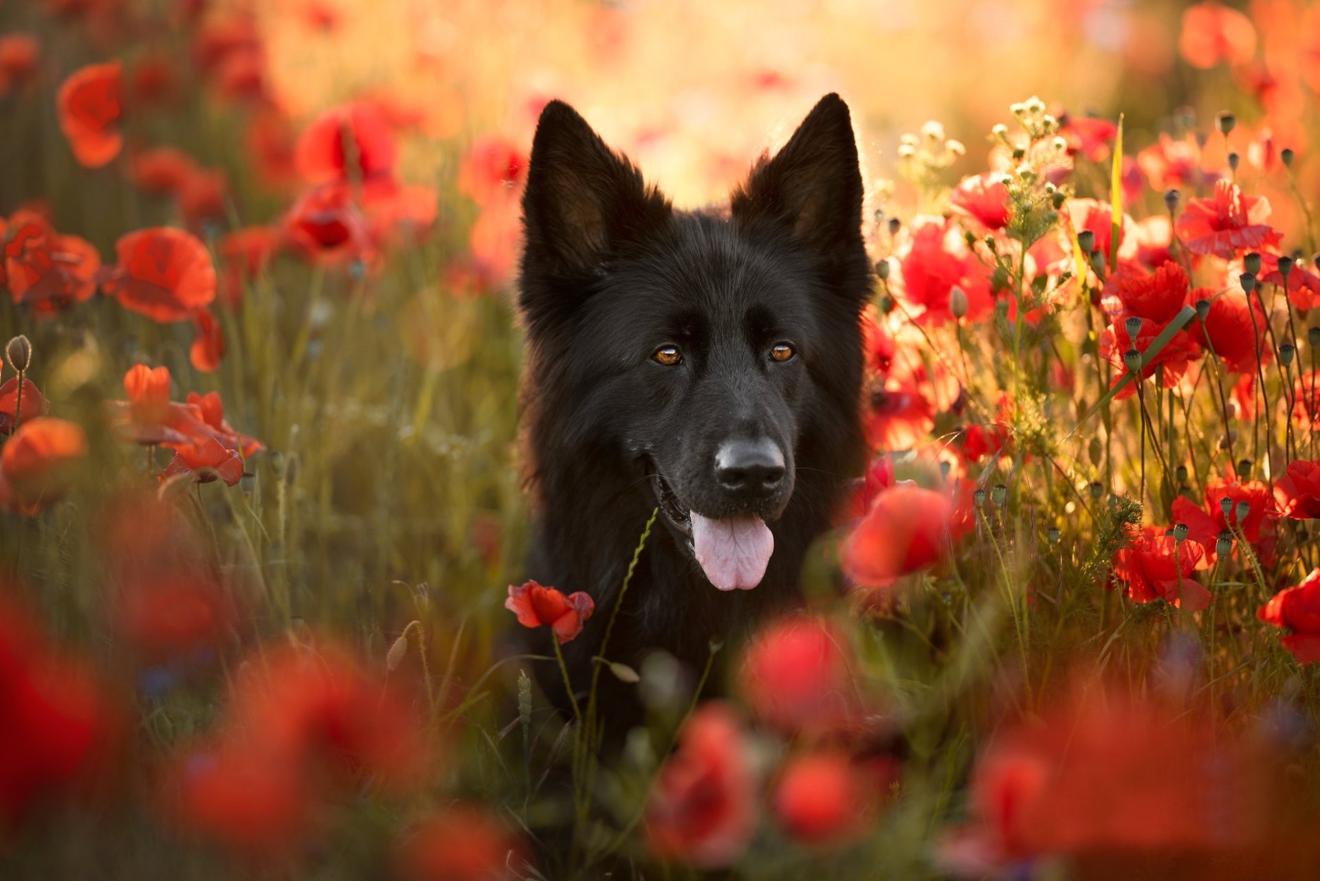 Download Poppy Red Flower Dog Animal German Shepherd HD Wallpaper