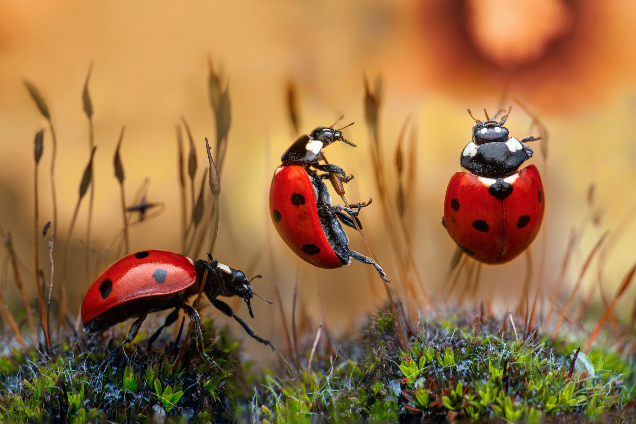 Download Macro Animal Ladybug HD Wallpaper