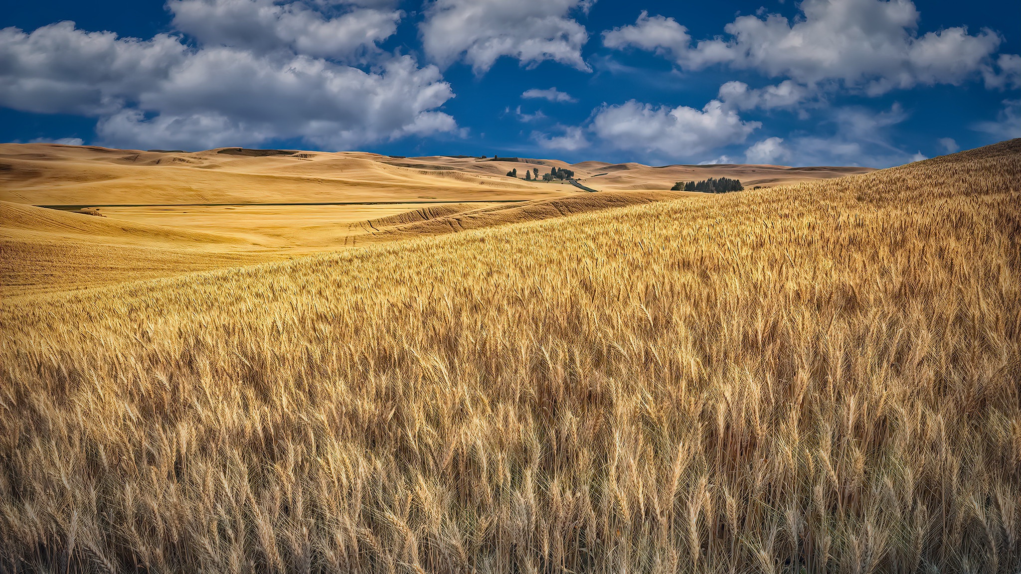 Download Landscape Summer Field Nature Wheat HD Wallpaper