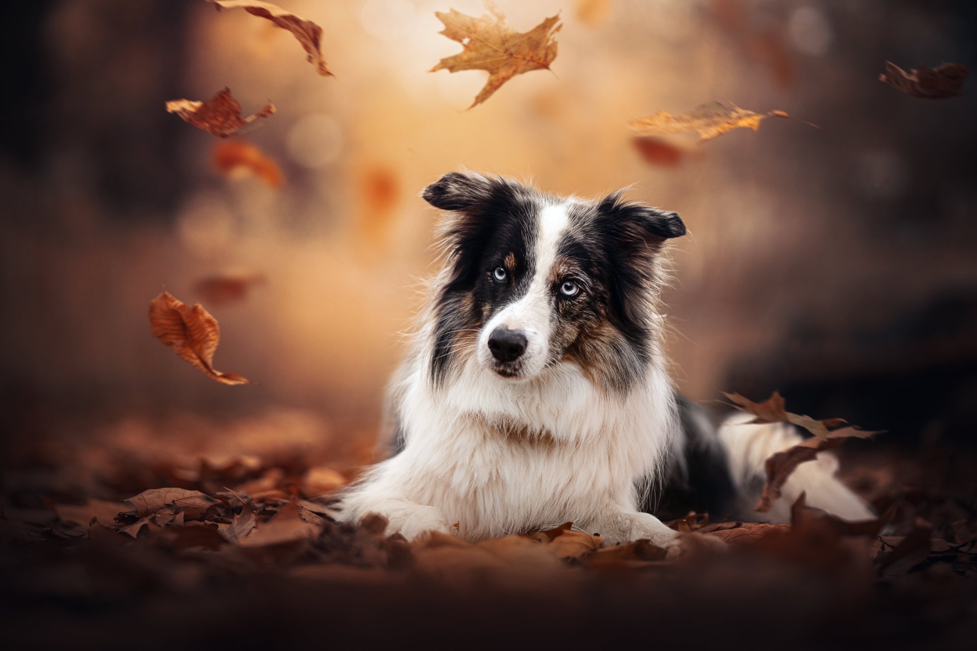 Download Dog Animal Border Collie 4k Ultra HD Wallpaper