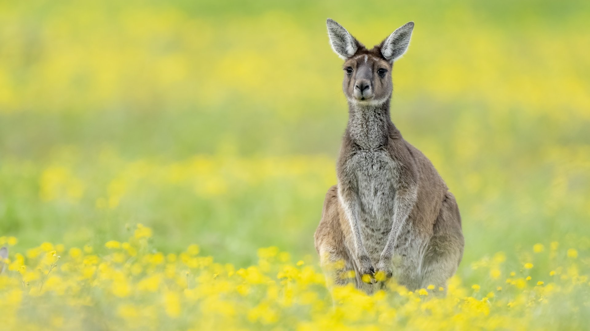 Download Animal Kangaroo 4k Ultra HD Wallpaper