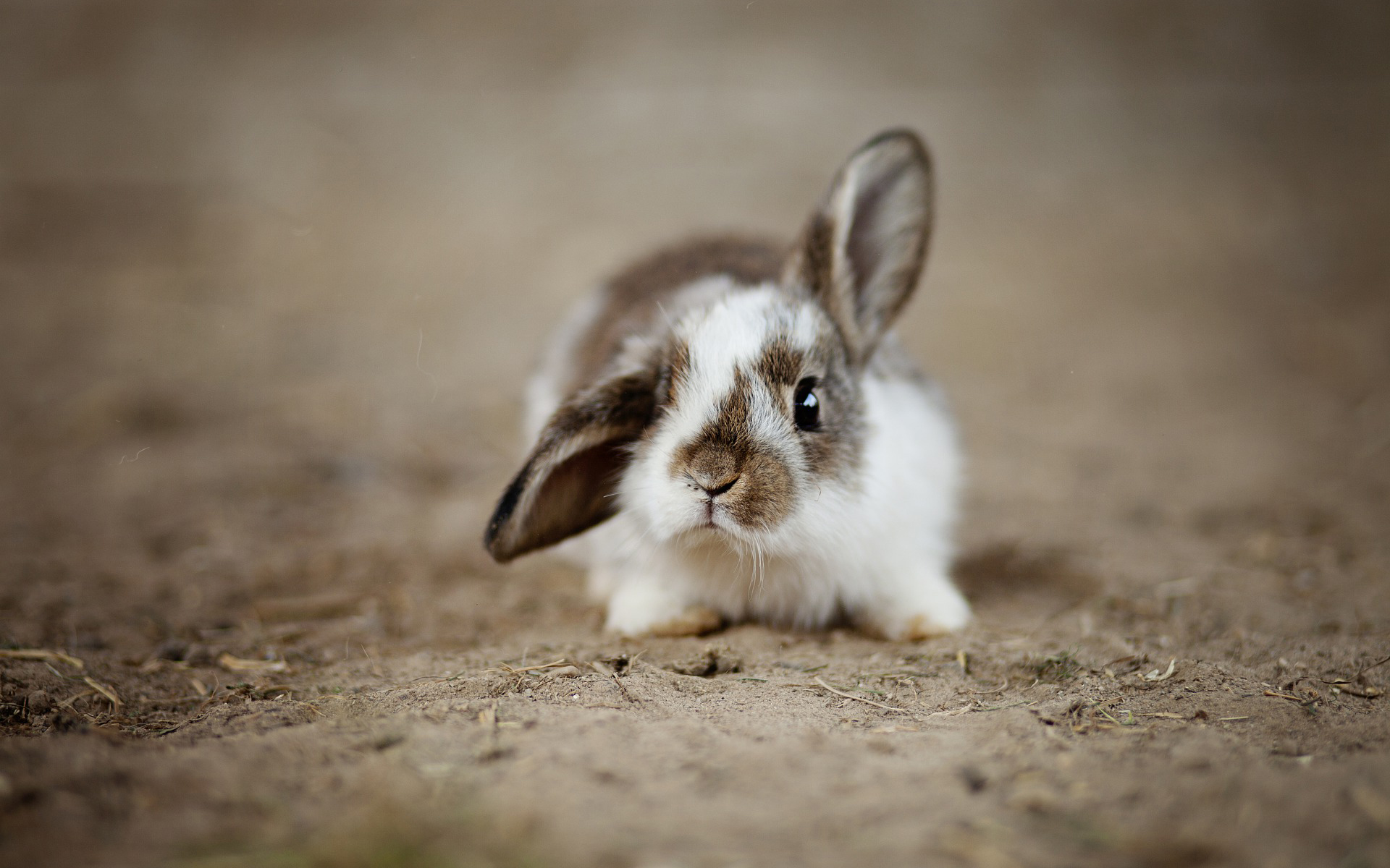 Animal Rabbit HD Wallpaper