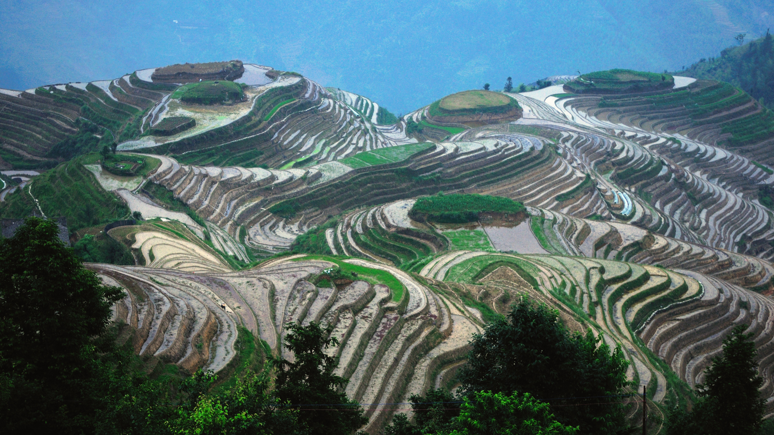 Download Man Made Rice Terrace HD Wallpaper