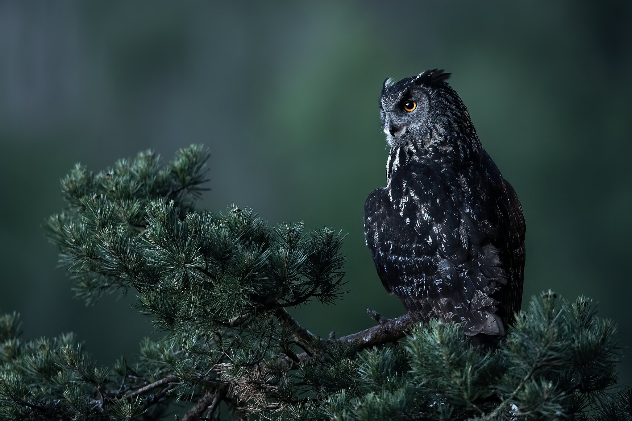 Download Animal Owl HD Wallpaper