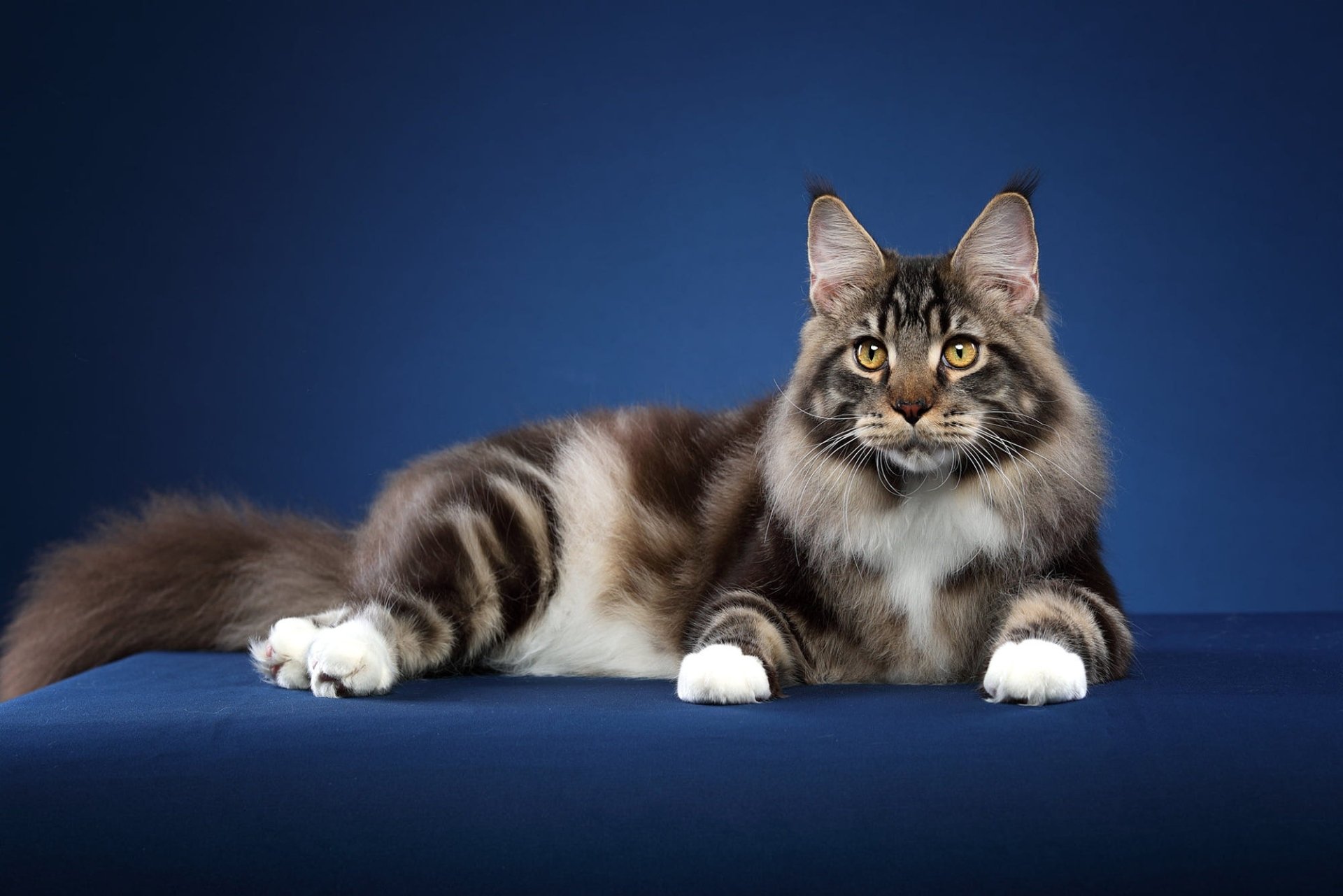 Download Cat Animal Maine Coon HD Wallpaper