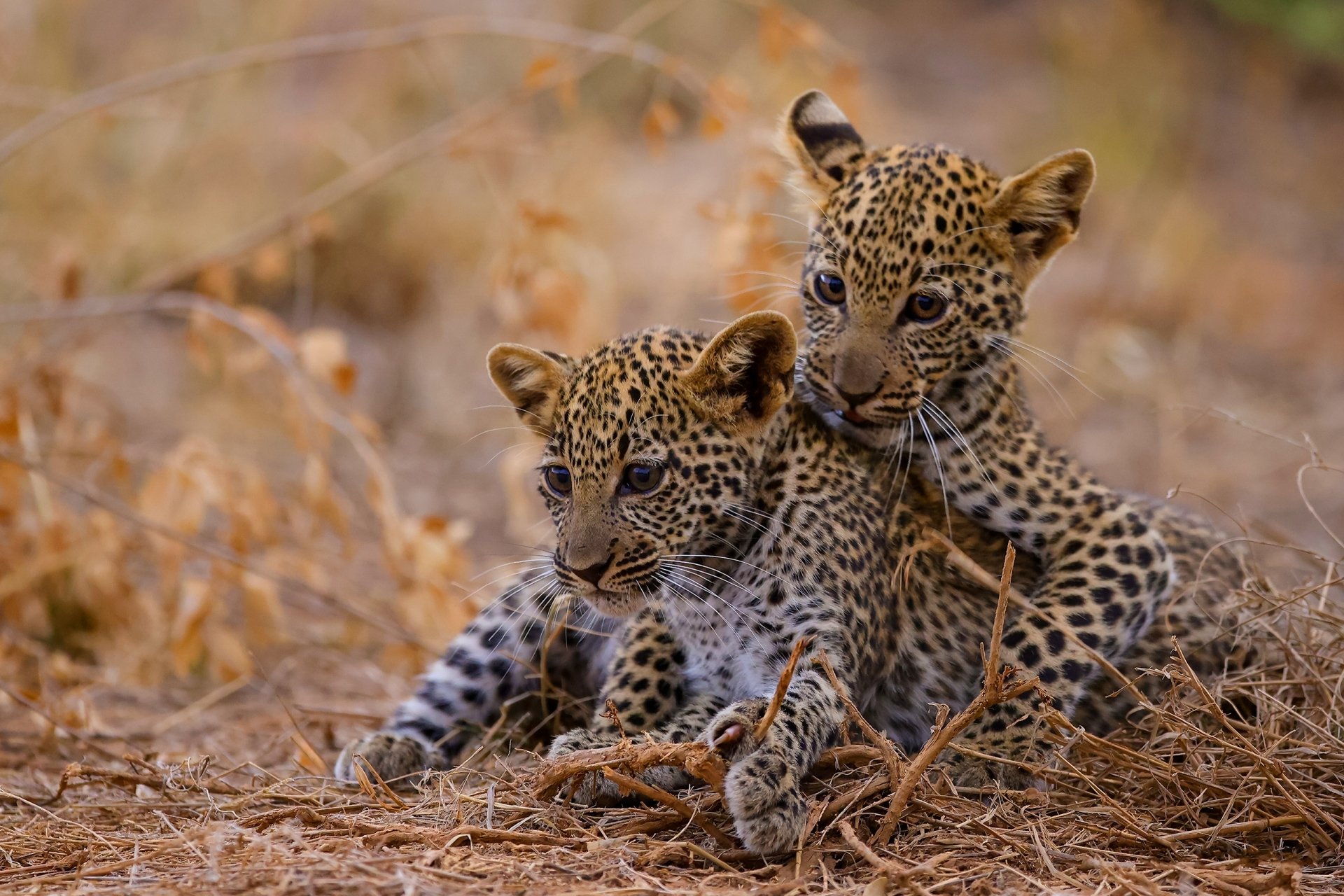 Download Baby Animal Cub Animal Leopard HD Wallpaper