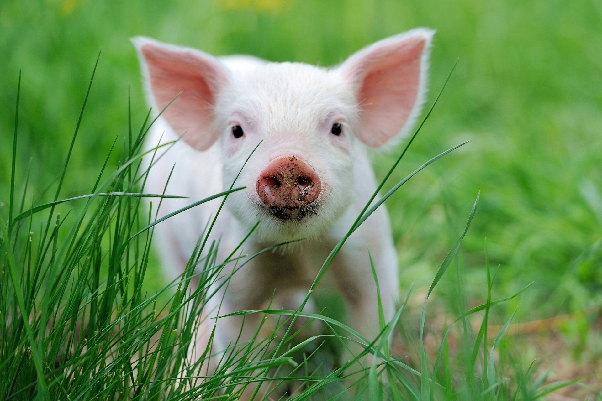 Download Baby Animal Piglet Animal Pig HD Wallpaper