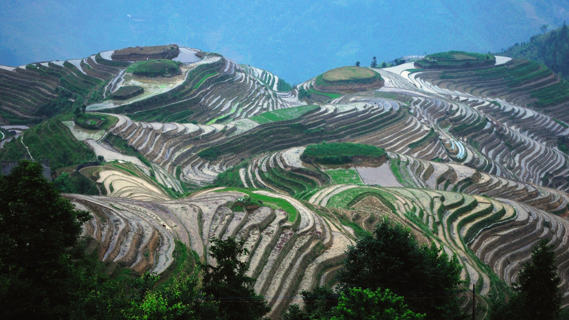 Download Man Made Rice Terrace HD Wallpaper