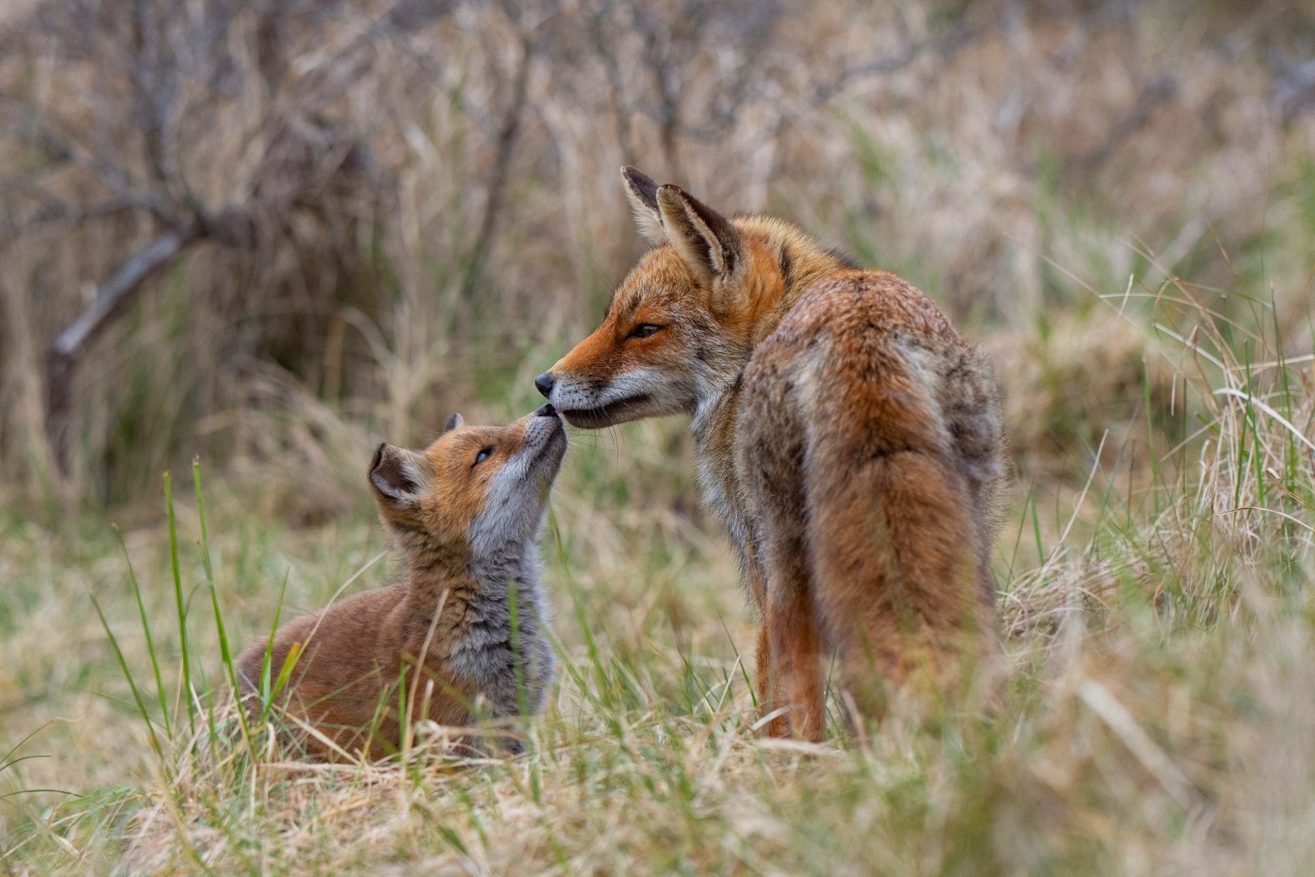 Download Baby Animal Fantasy Fox HD Wallpaper | 2000x1334 | Wallpaper Abyss