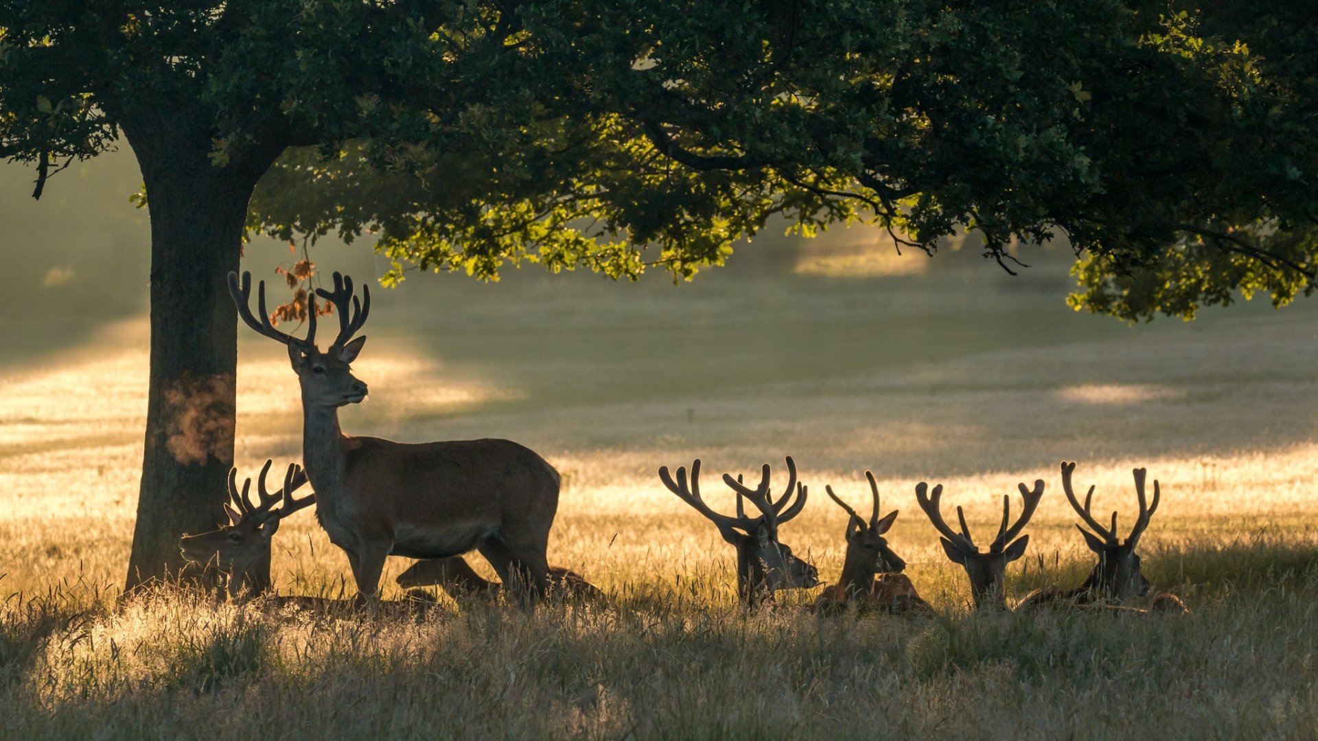 Golden Dawn Stags — HD Deer Wallpaper | 2048x1152 | Wallpaper Abyss