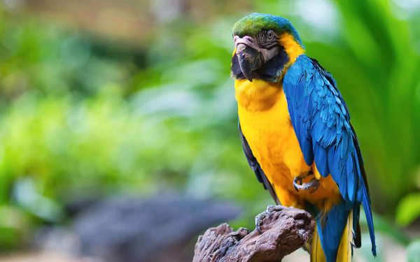 [70+] Parrot 4k Wallpapers