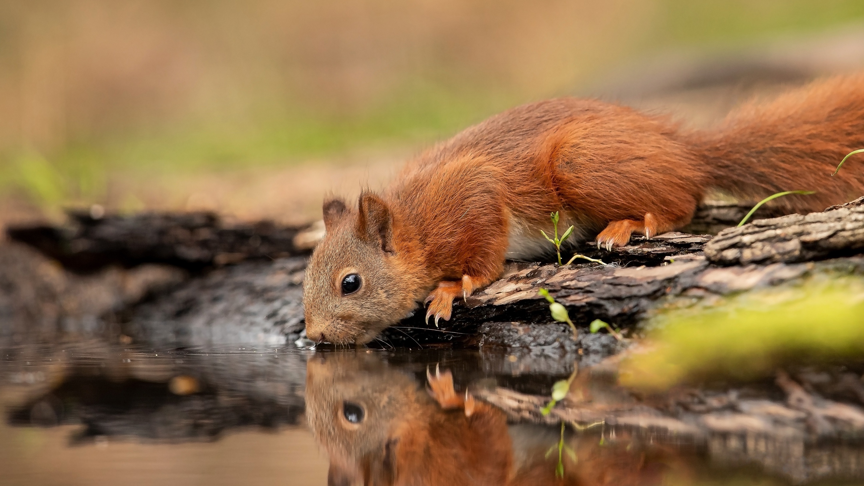 Download Reflection Rodent Animal Squirrel HD Wallpaper