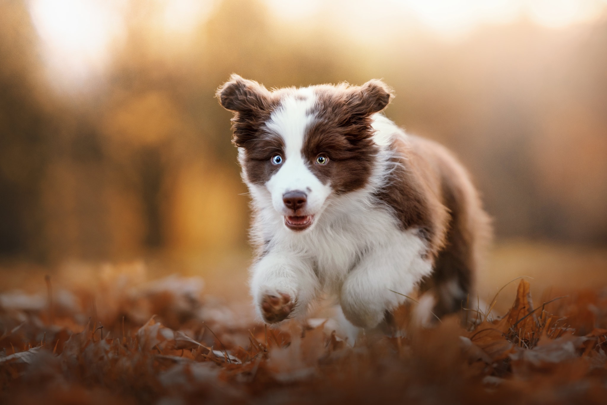 Border Collie Images Pupwallpaper