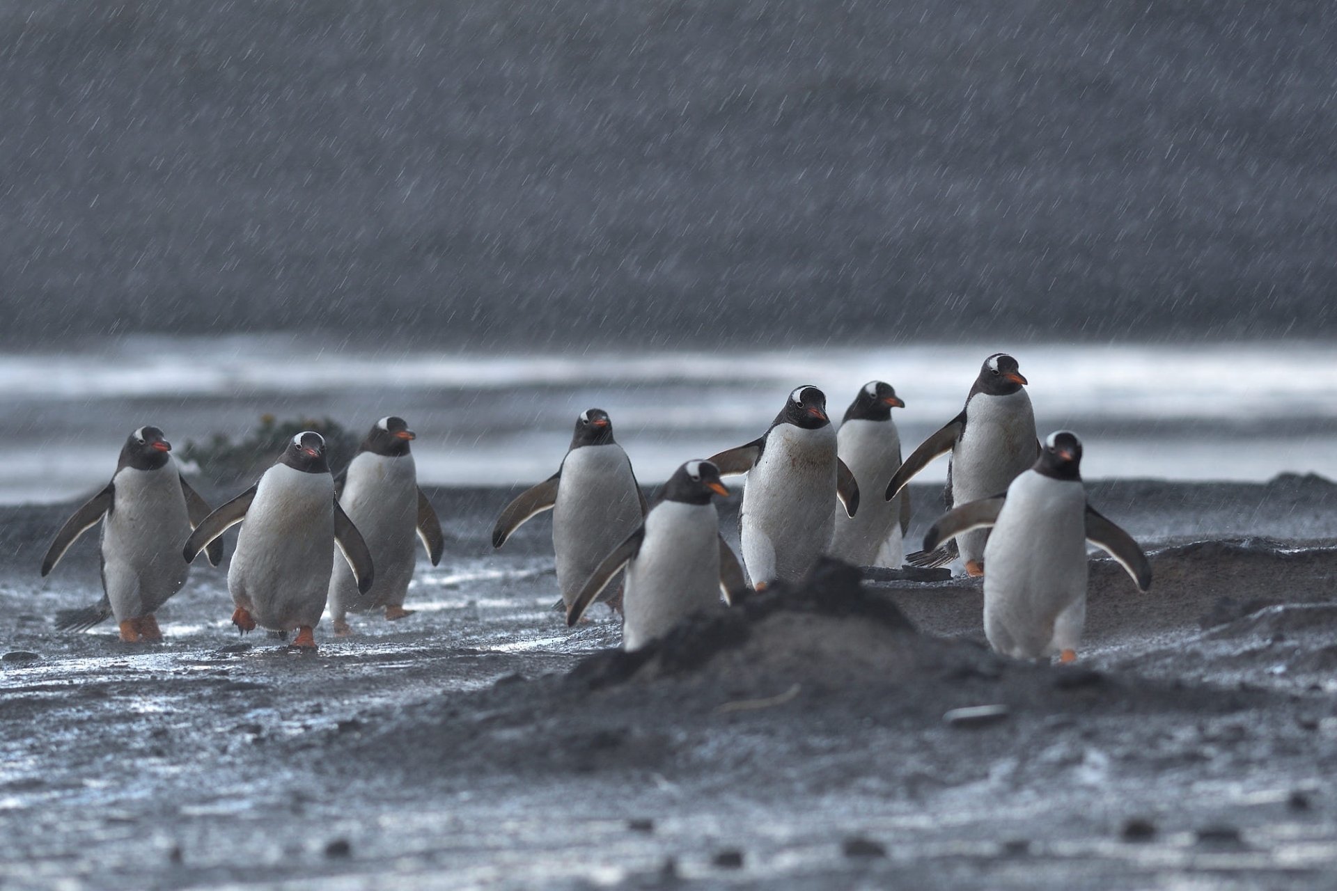 Penguin Parade — HD Wildlife Wallpaper | 2000x1333 | Wallpaper Abyss