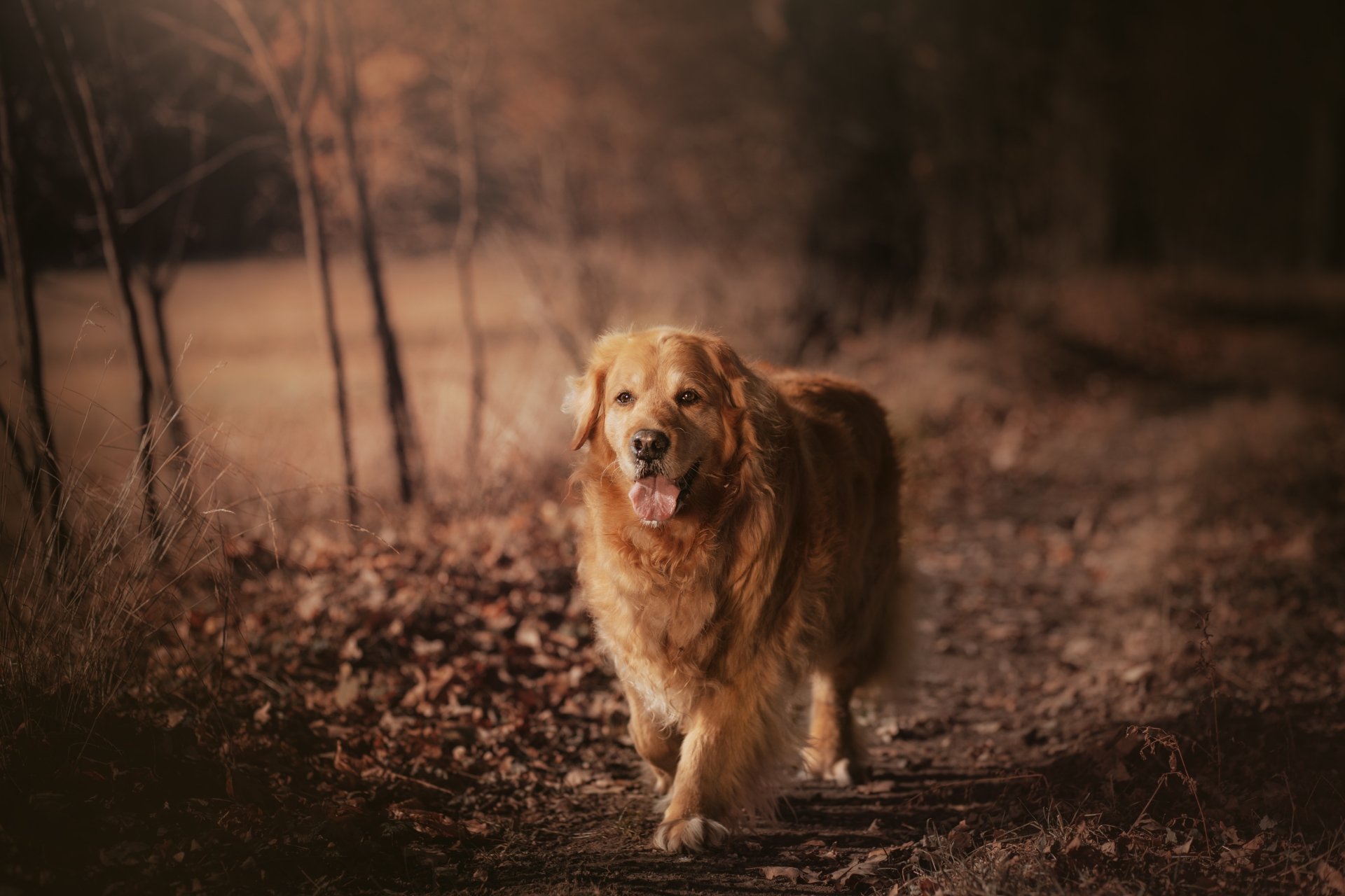 Download Dog Animal Golden Retriever 4k Ultra HD Wallpaper | 5472x3648 ...