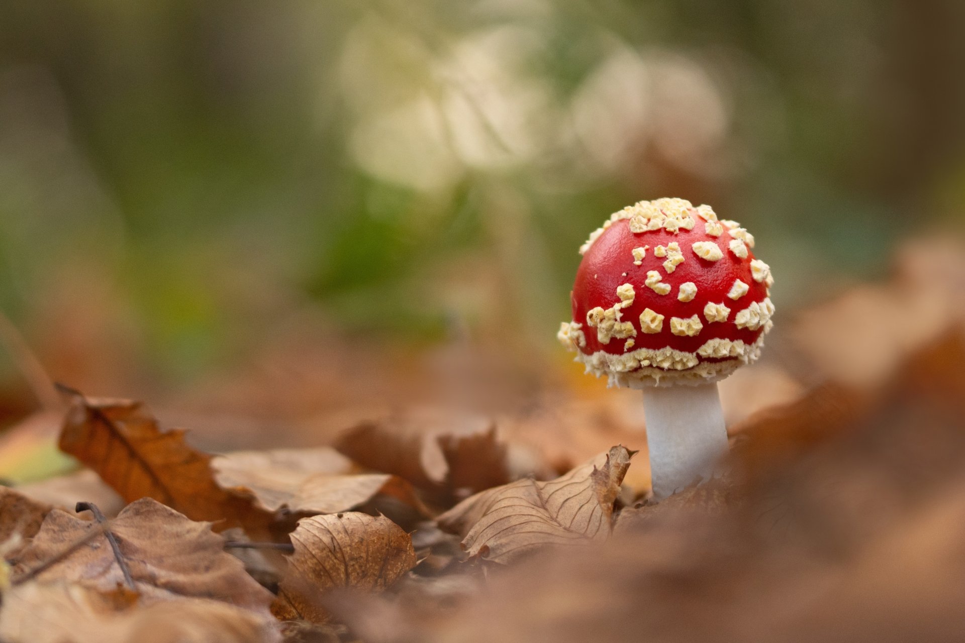 Download Macro Nature Mushroom 4k Ultra HD Wallpaper
