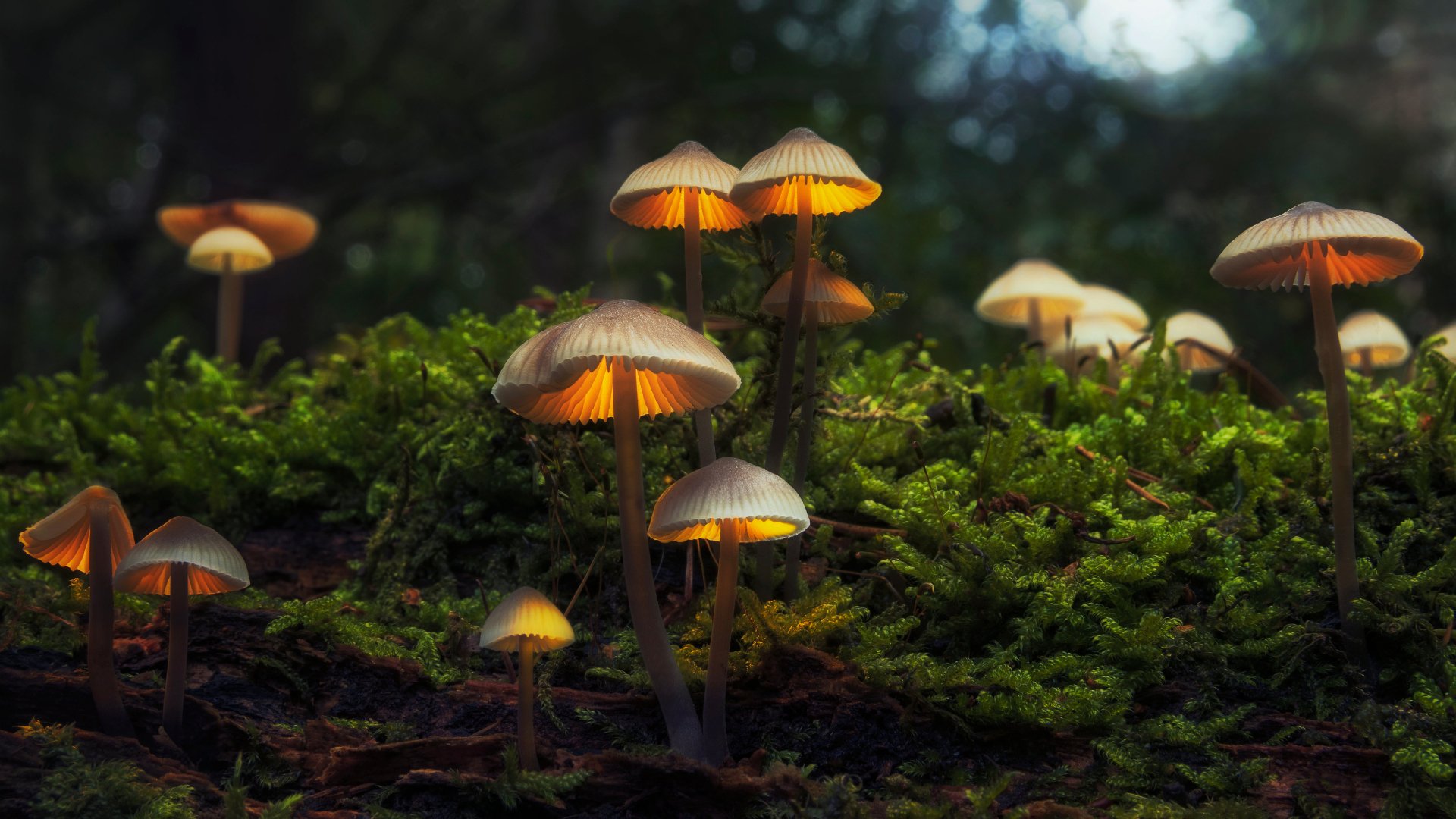 Download Macro Moss Nature Mushroom 4k Ultra HD Wallpaper