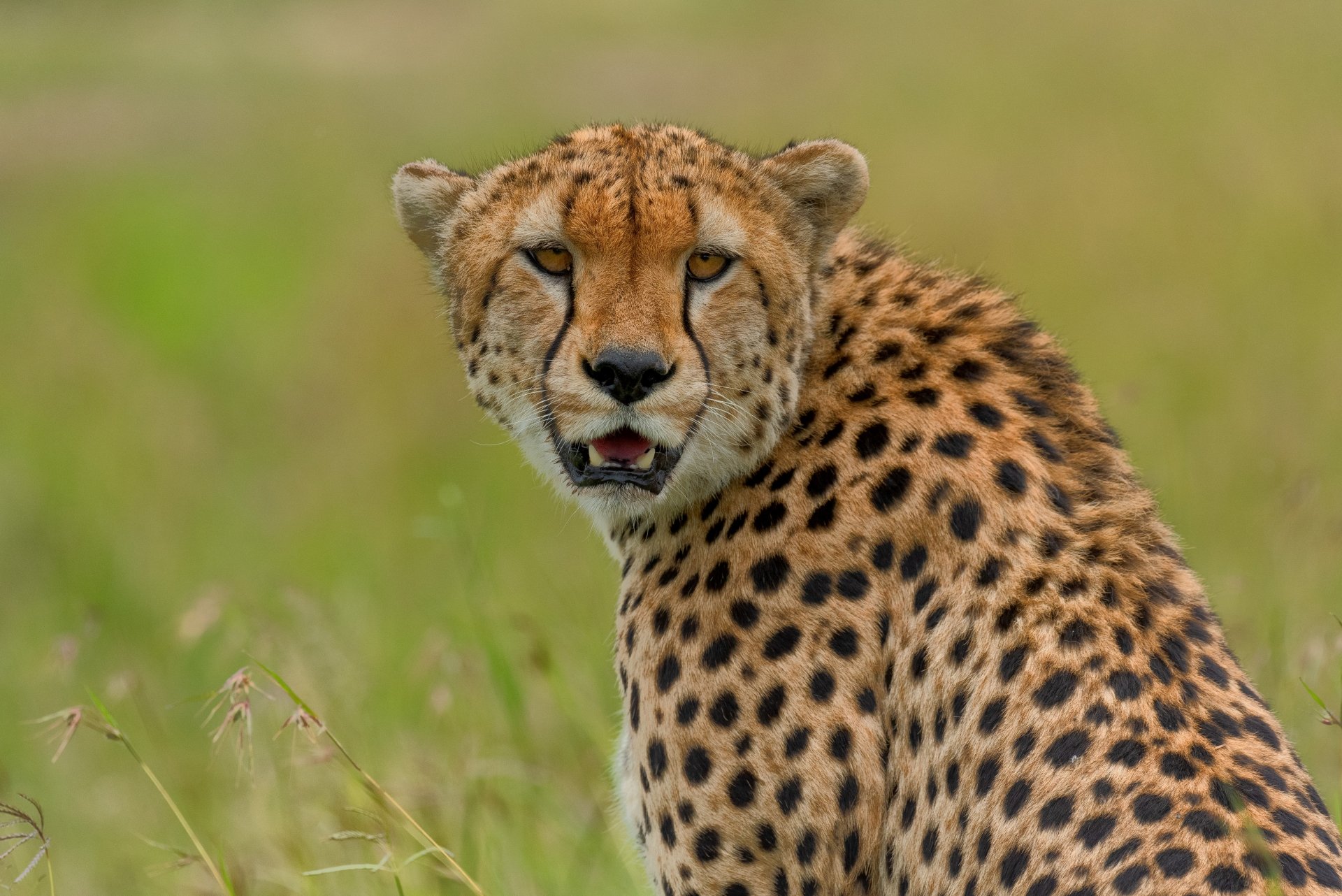 Download Animal Cheetah 4k Ultra HD Wallpaper | 6016x4016 | Wallpaper Abyss