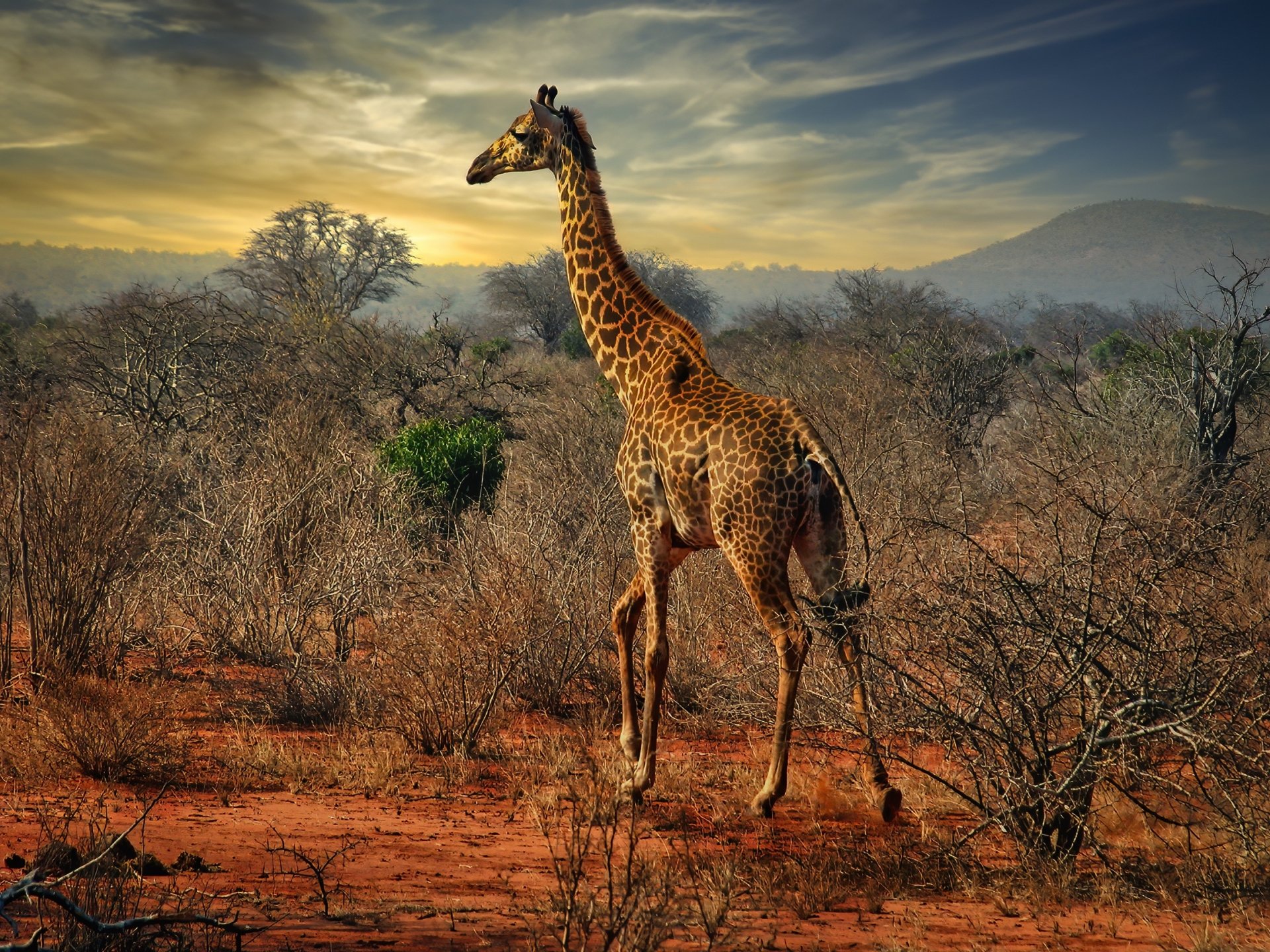 Download Animal Giraffe HD Wallpaper