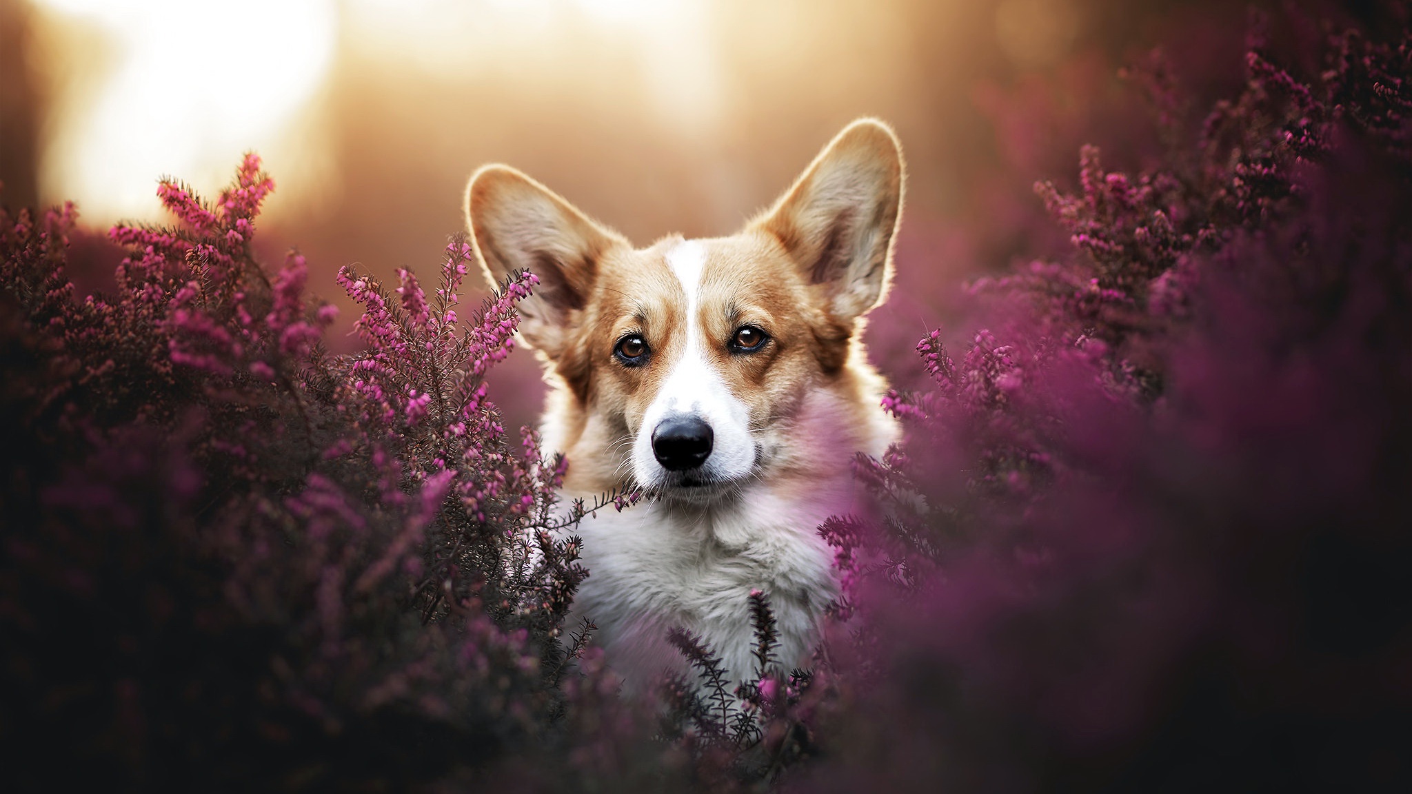 Download Animal Corgi HD Wallpaper