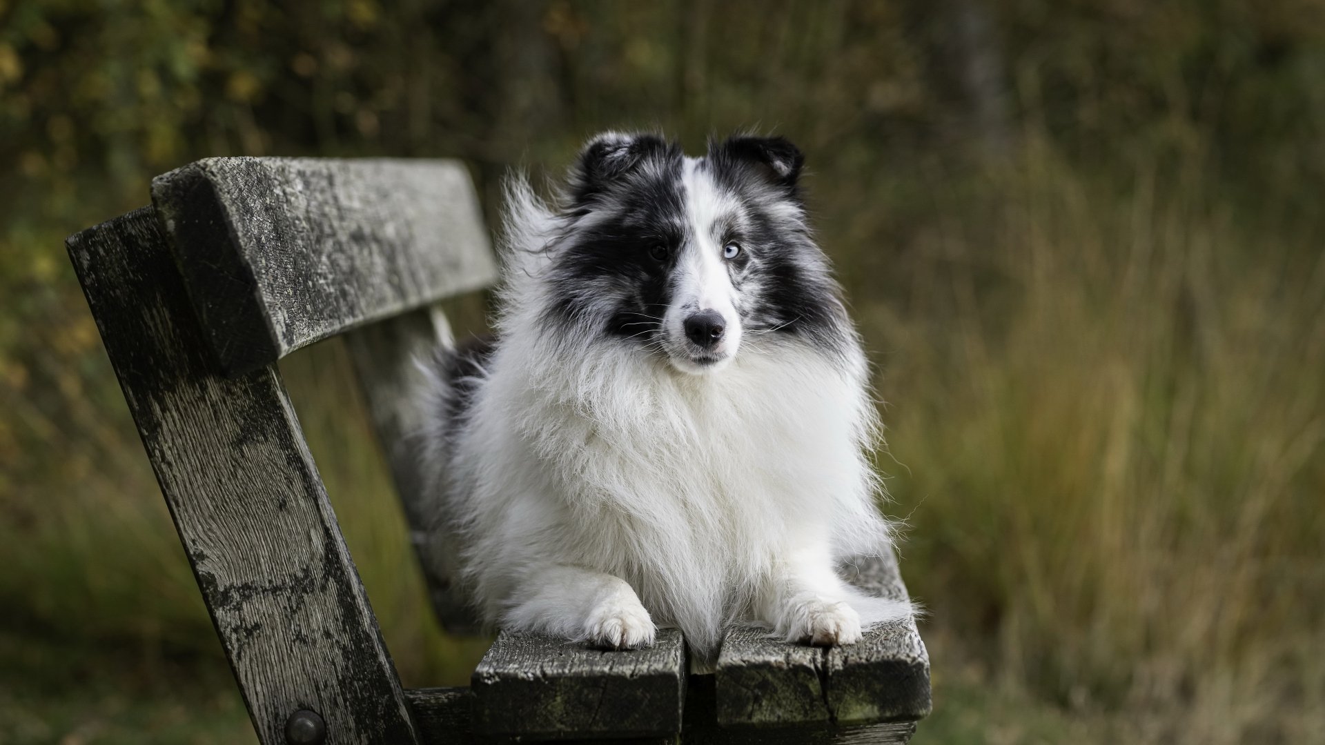 Download Animal Dog 4k Ultra HD Wallpaper