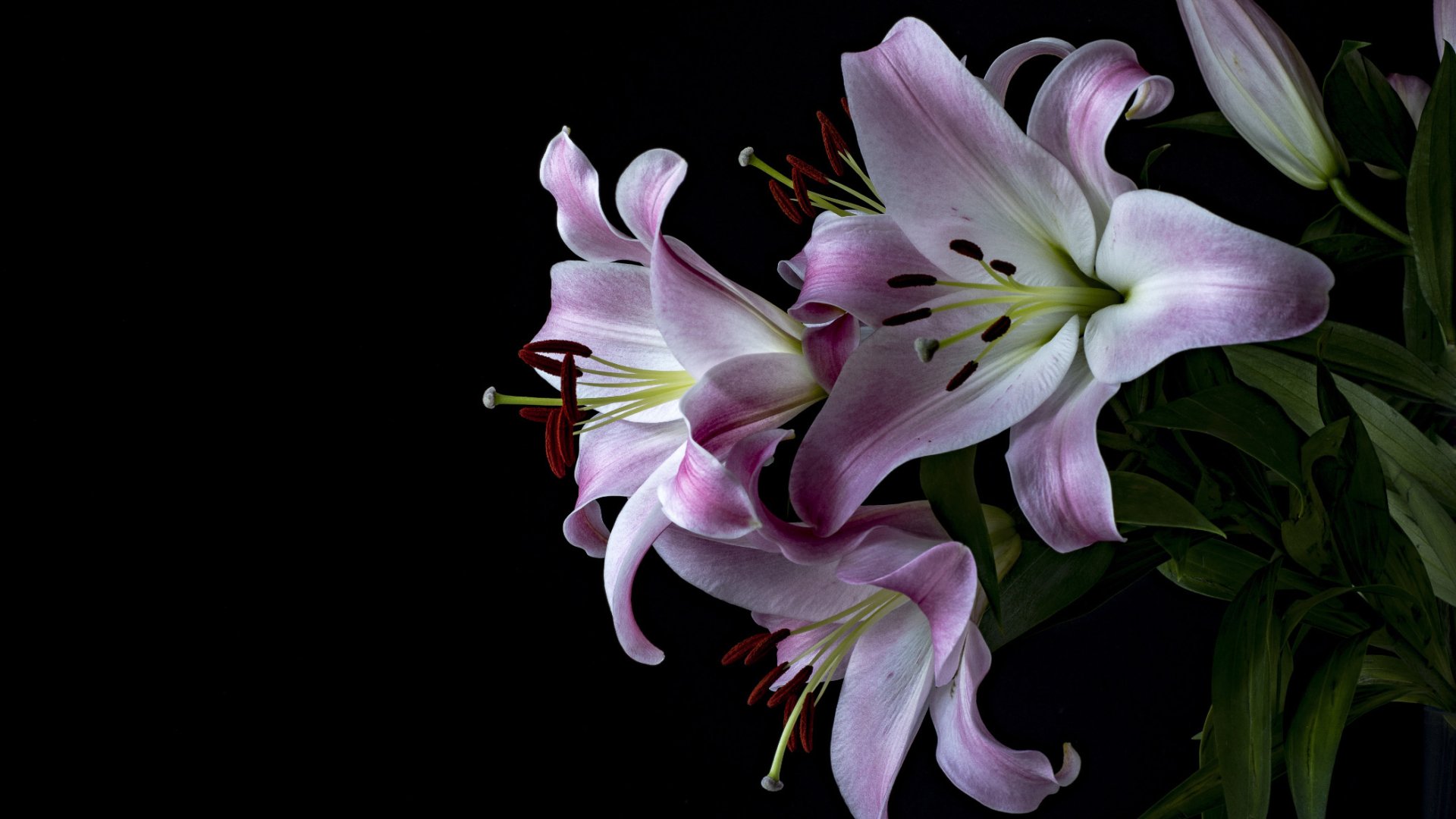 Elegant Lily Bloom – Stunning HD Nature Wallpaper