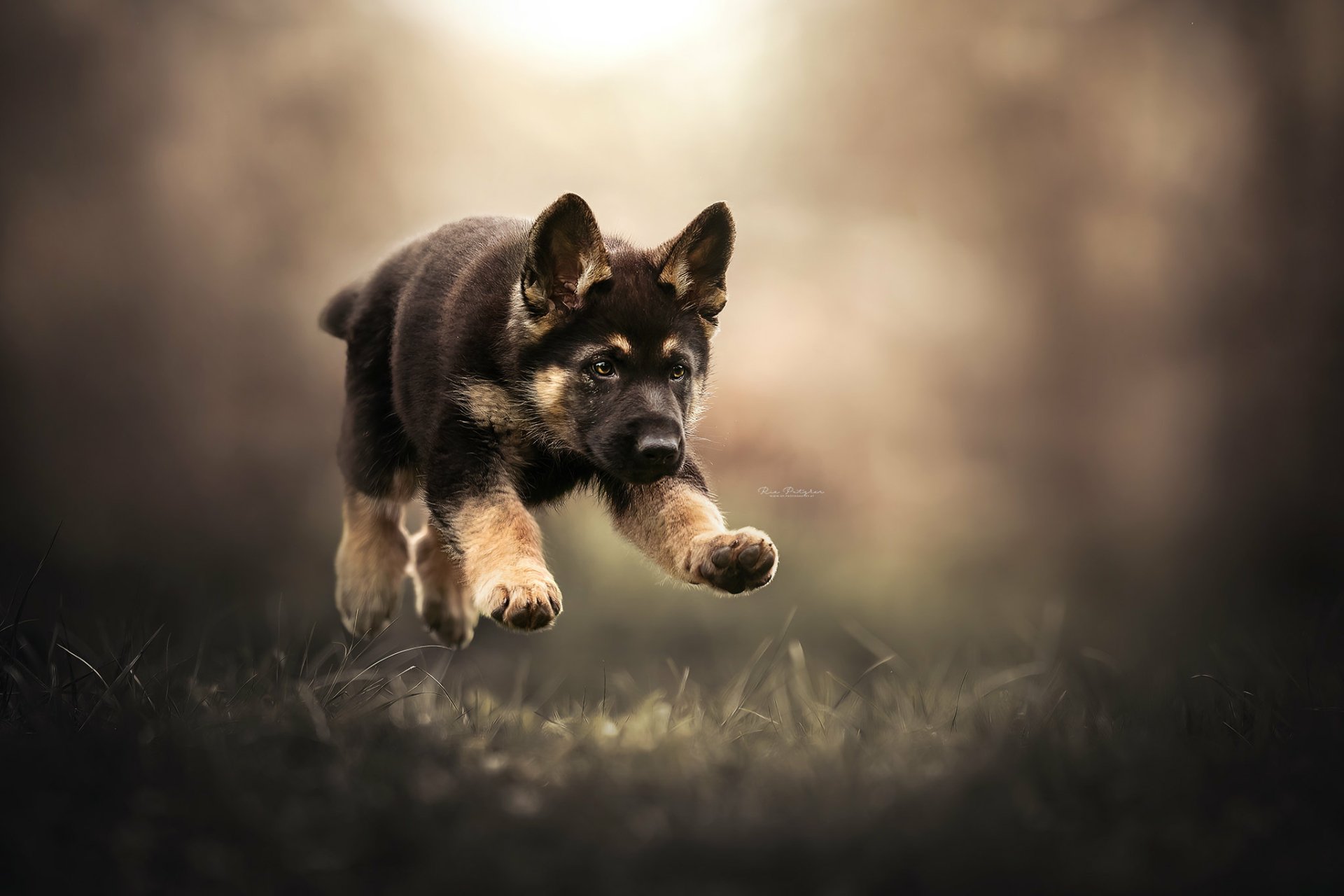 Download Baby Animal Puppy Animal German Shepherd HD Wallpaper by Ria ...