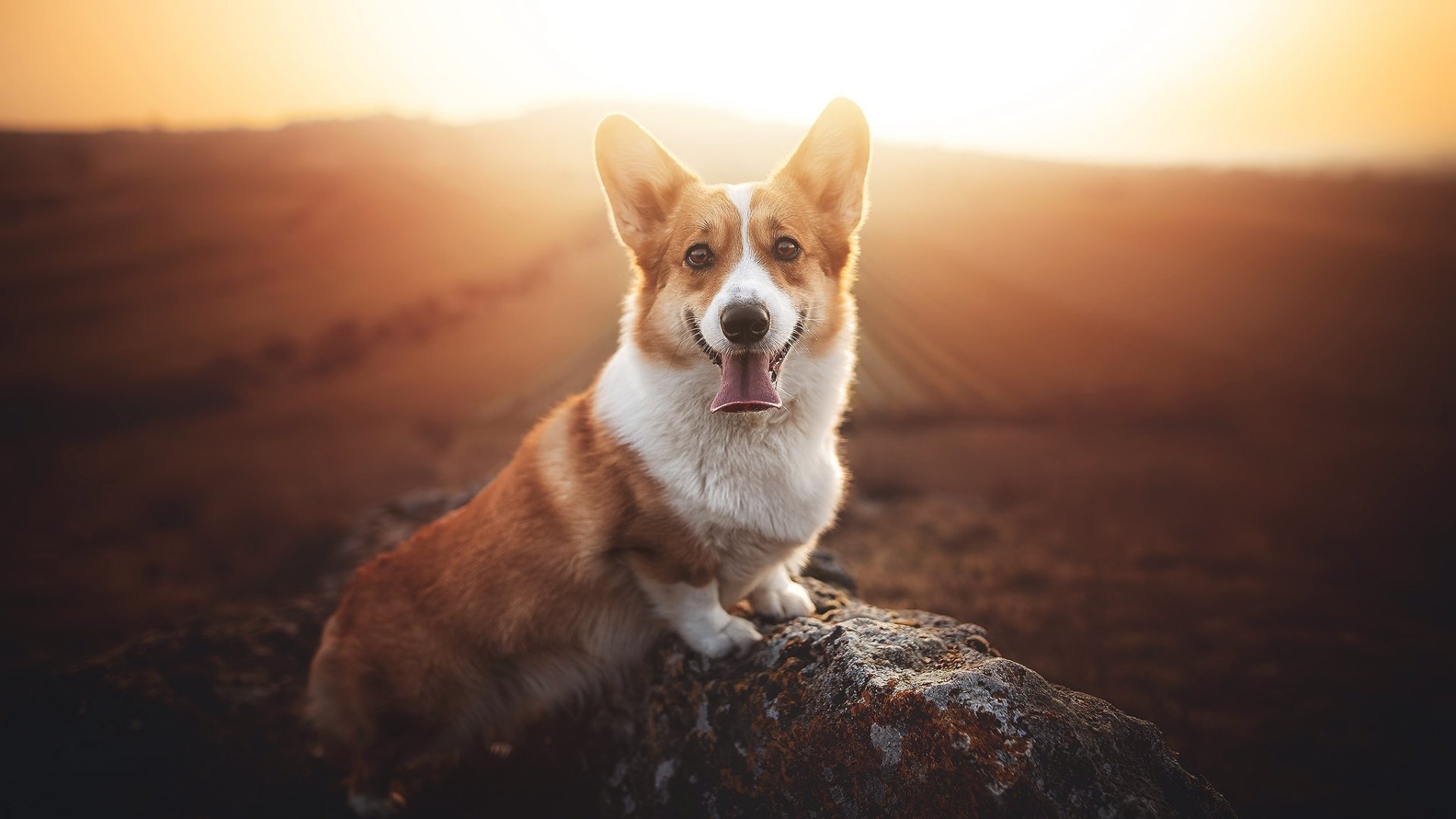 Download Animal Corgi HD Wallpaper