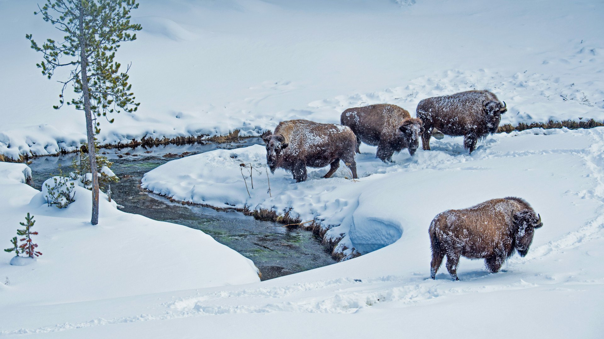 Majestic American Bison in Winter | 4K Ultra HD Wildlife Wallpaper by ...