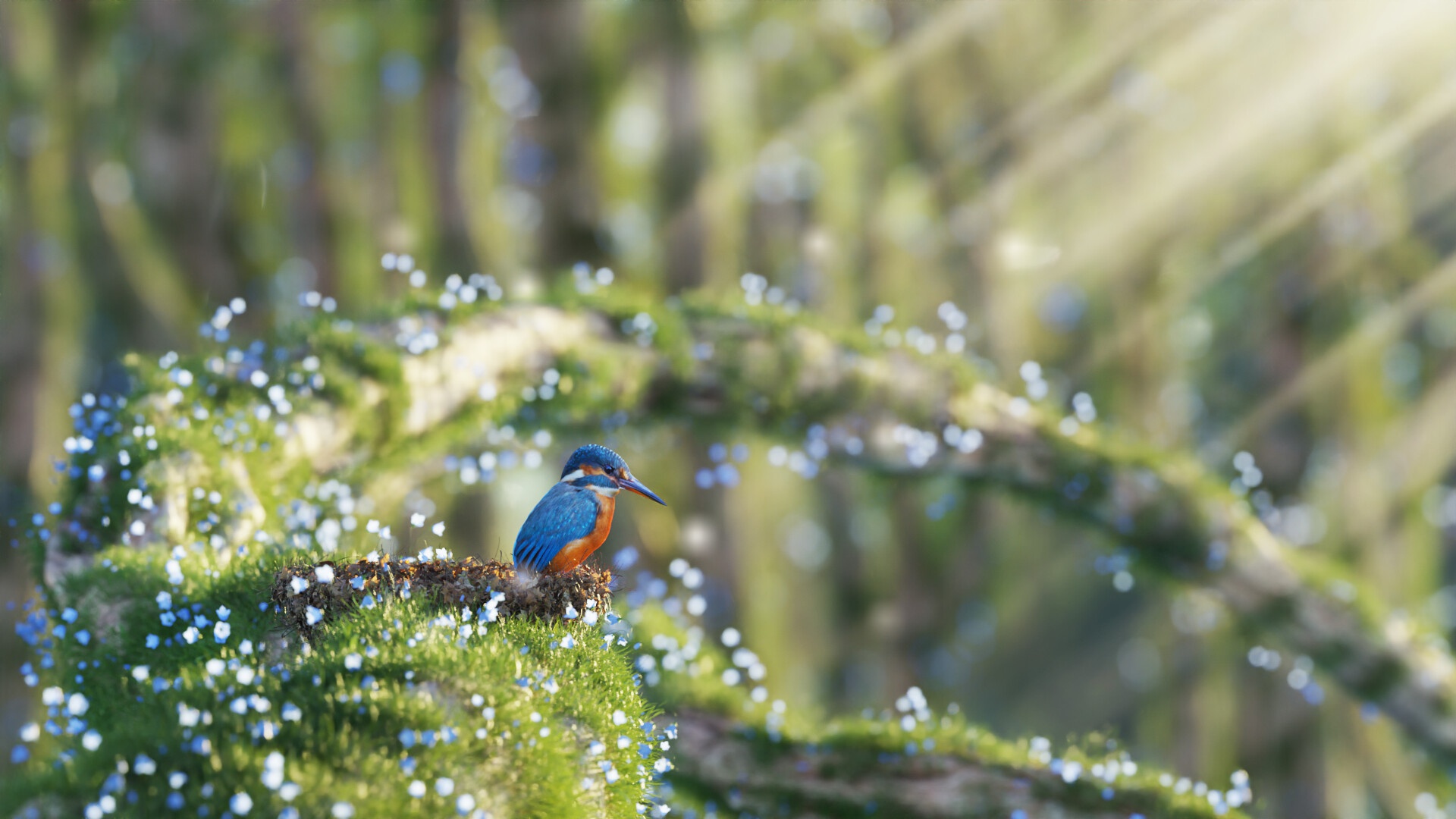 Download Sunbeam Animal Kingfisher HD Wallpaper