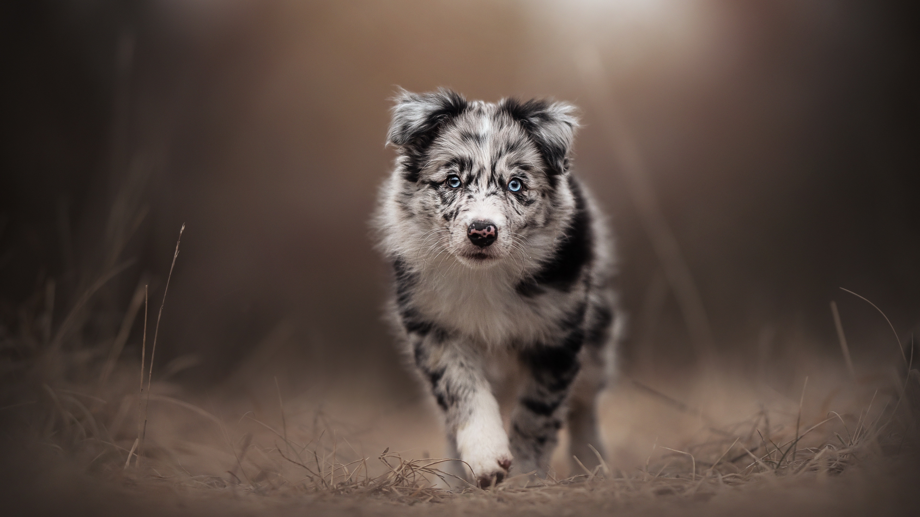 Download Baby Animal Puppy Animal Border Collie 4k Ultra HD Wallpaper
