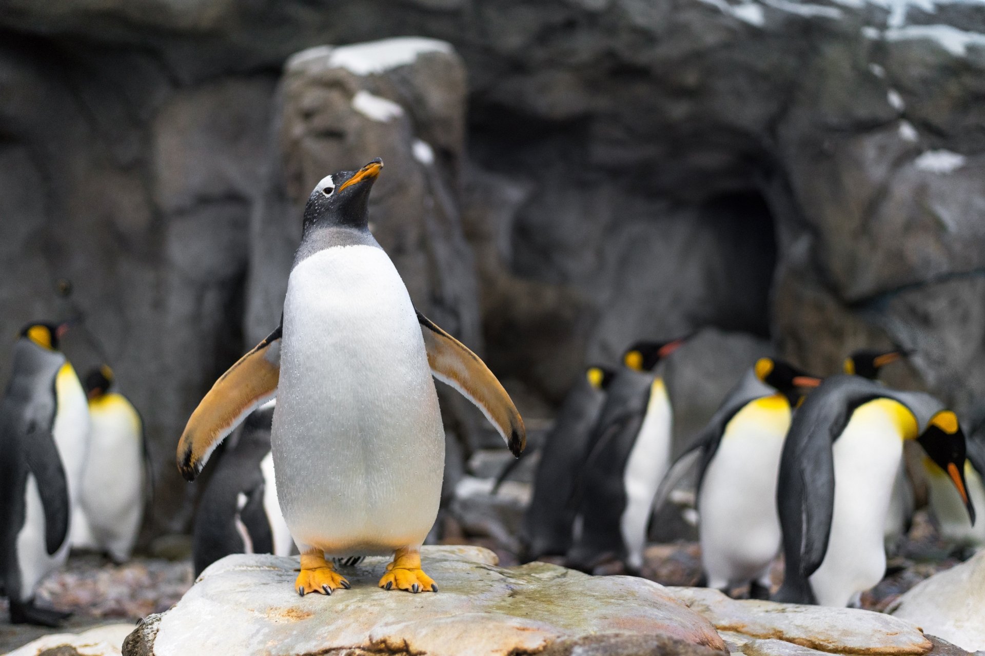 Download Animal Penguin 4k Ultra HD Wallpaper