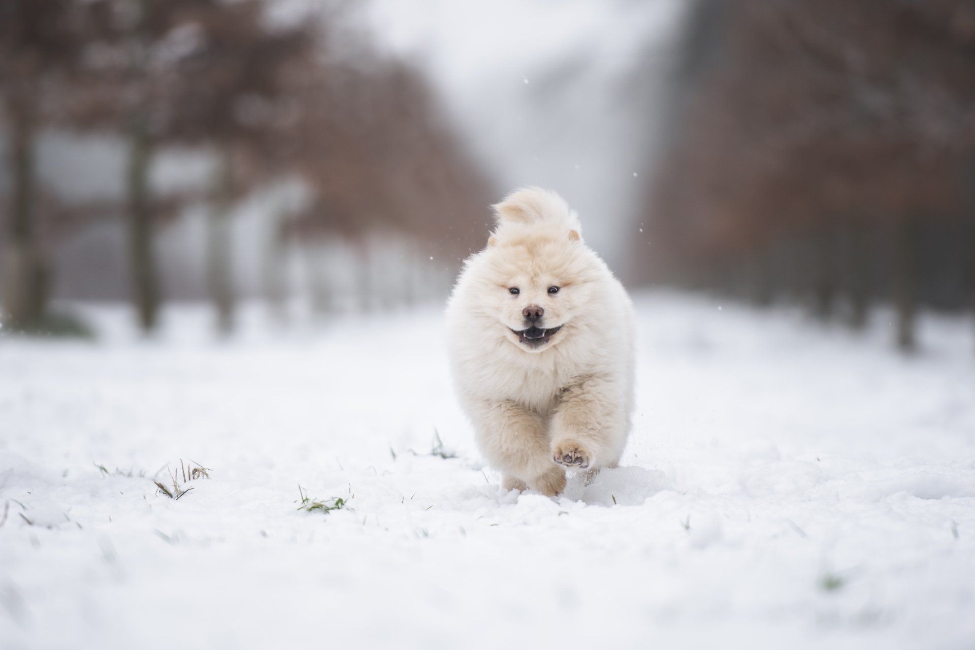 Download Puppy Baby Animal Winter Animal Chow Chow 4k Ultra HD Wallpaper