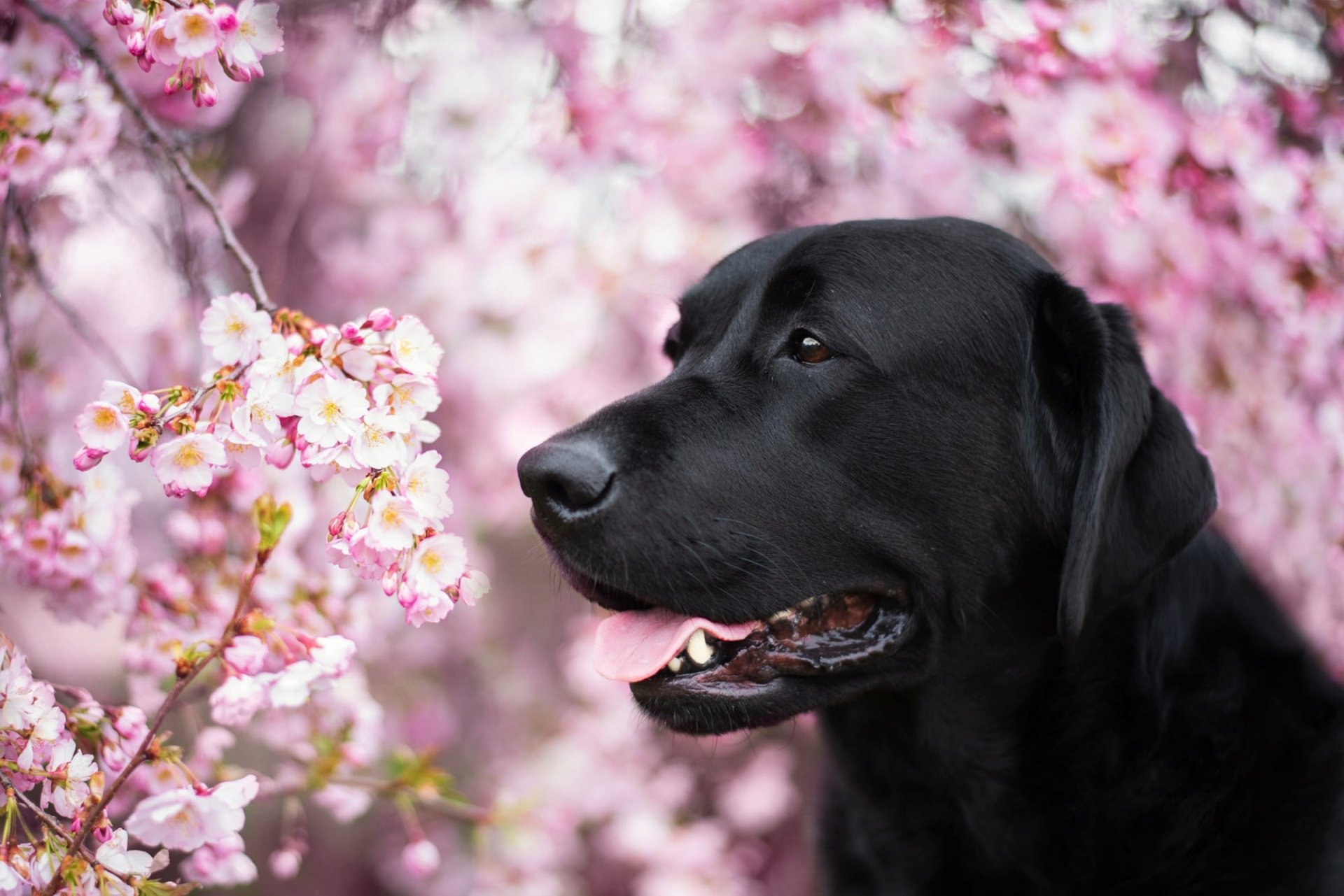 Download Animal Labrador Retriever HD Wallpaper