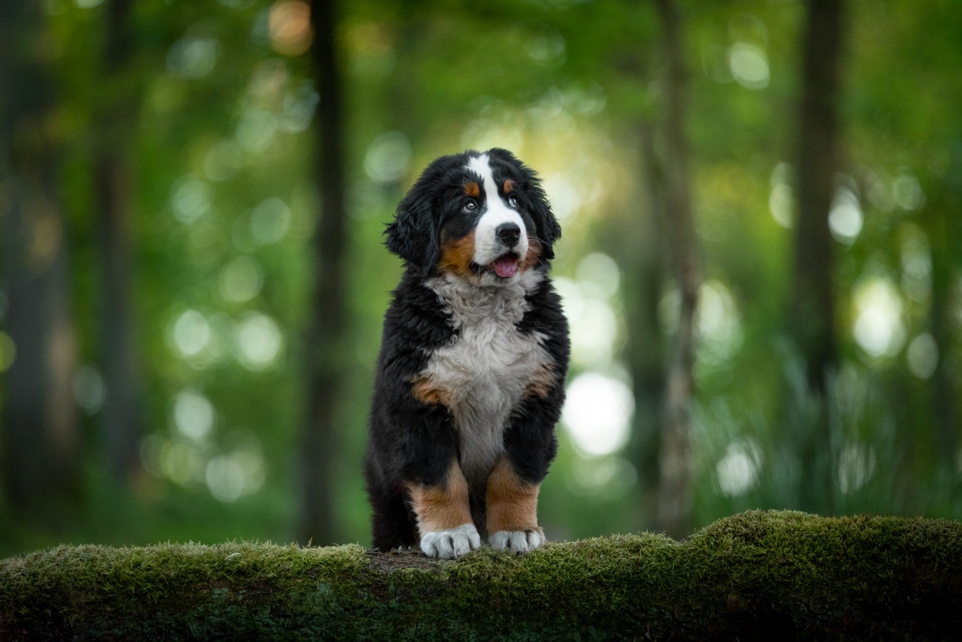 Download Baby Animal Puppy Animal Bernese Mountain Dog HD Wallpaper