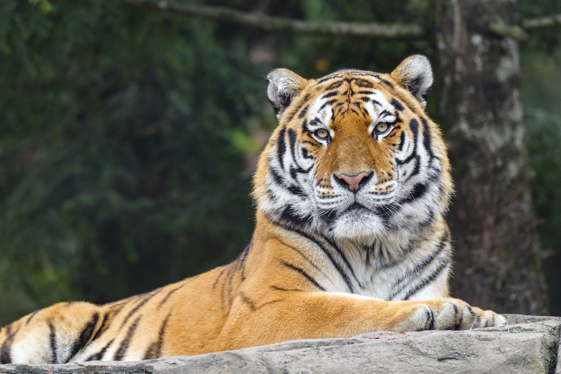 Majestic Tiger in Stunning 4K Ultra HD Wildlife Portrait