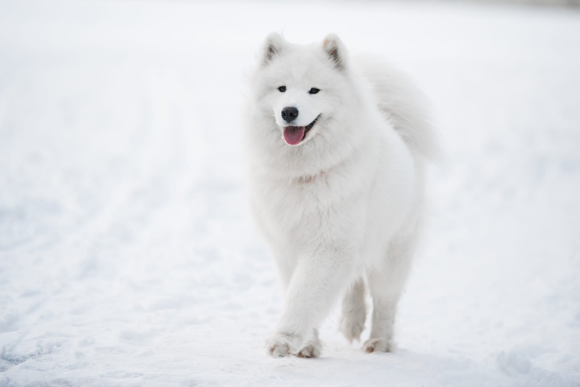 Download Animal Samoyed HD Wallpaper