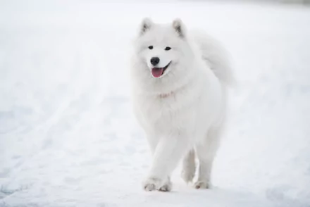 Samoyed - Desktop Wallpapers, Phone Wallpaper, PFP, Gifs, and More!