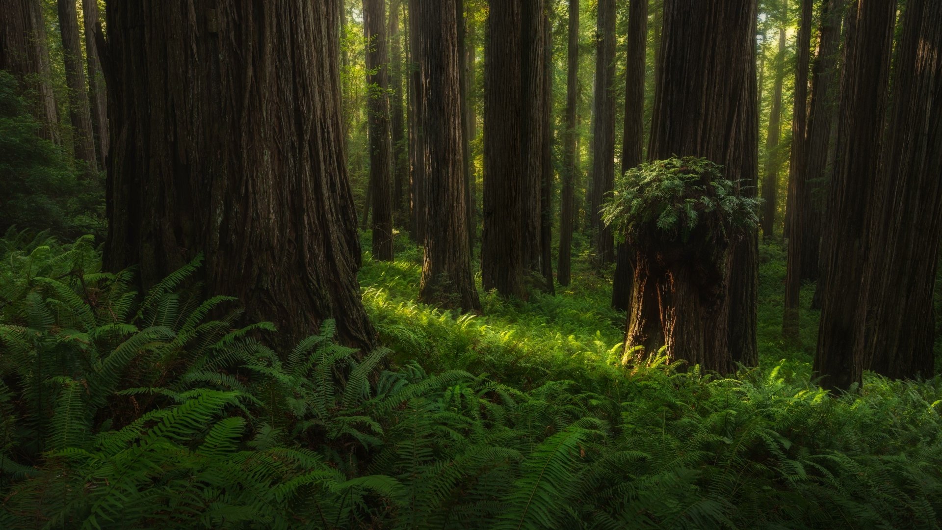 4K Ultra HD Enchanted Forest: Nature’s Serenity in High Definition