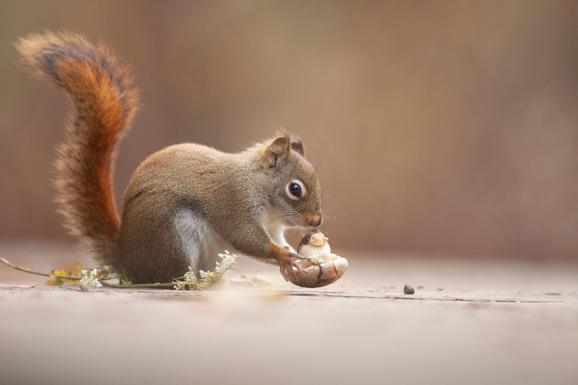 Download Rodent Animal Squirrel HD Wallpaper | 2000x1333 | Wallpaper Abyss