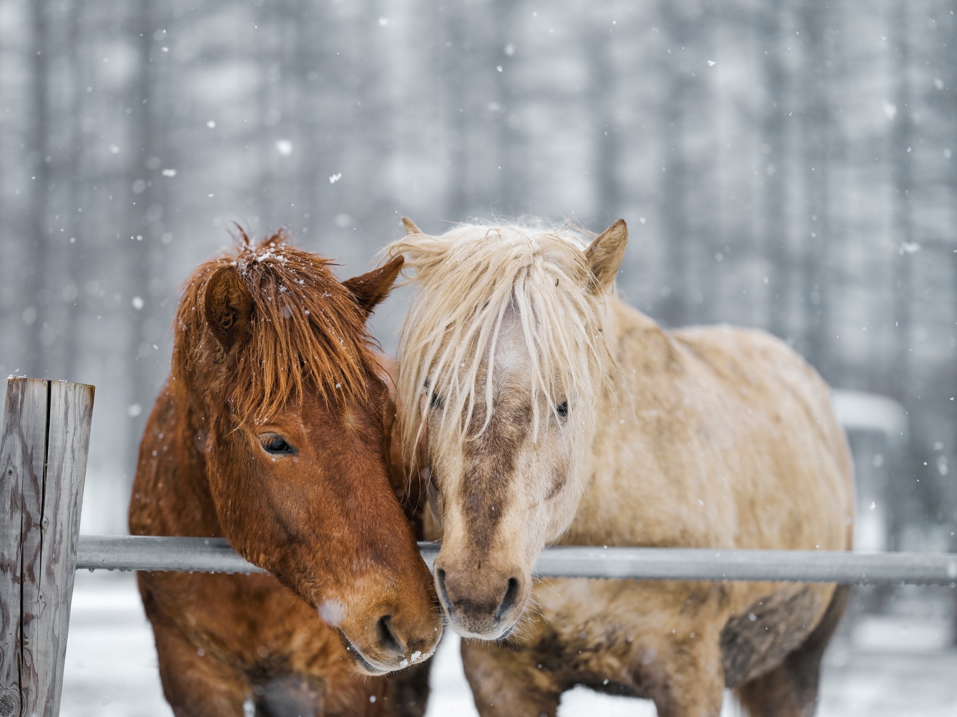 Download Animal Horse 4k Ultra HD Wallpaper | 5000x3750 | Wallpaper Abyss